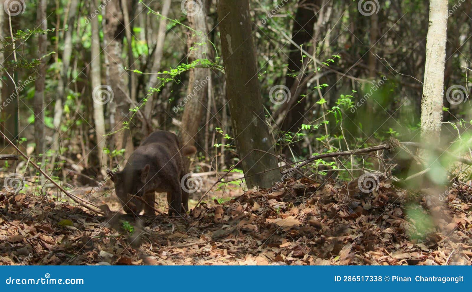 Fossa in Its Natural Habitat in Madagascar Stock Footage - Video of ... Fossa in Its Natural Habitat in Madagascar Stock Footage - Video of ...