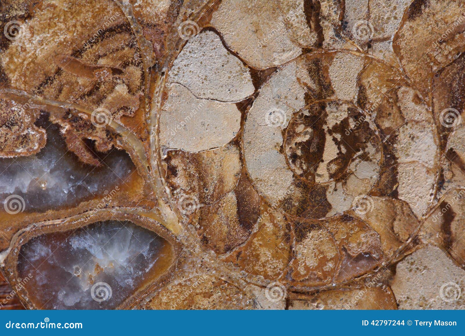 Close-up fossil ammonite stock photo. Image of macro - 42797244