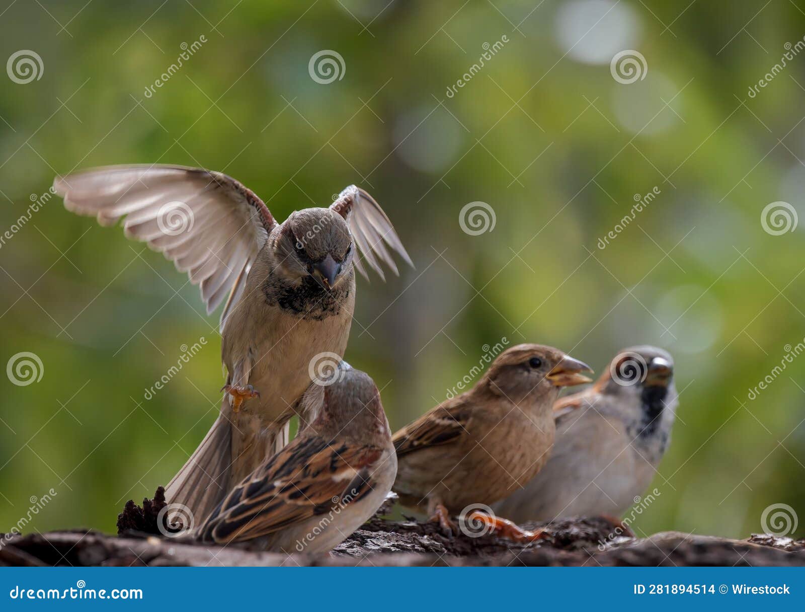 Close Up of Four House Sparrows Perched on a Tree Branch Stock Photo ...