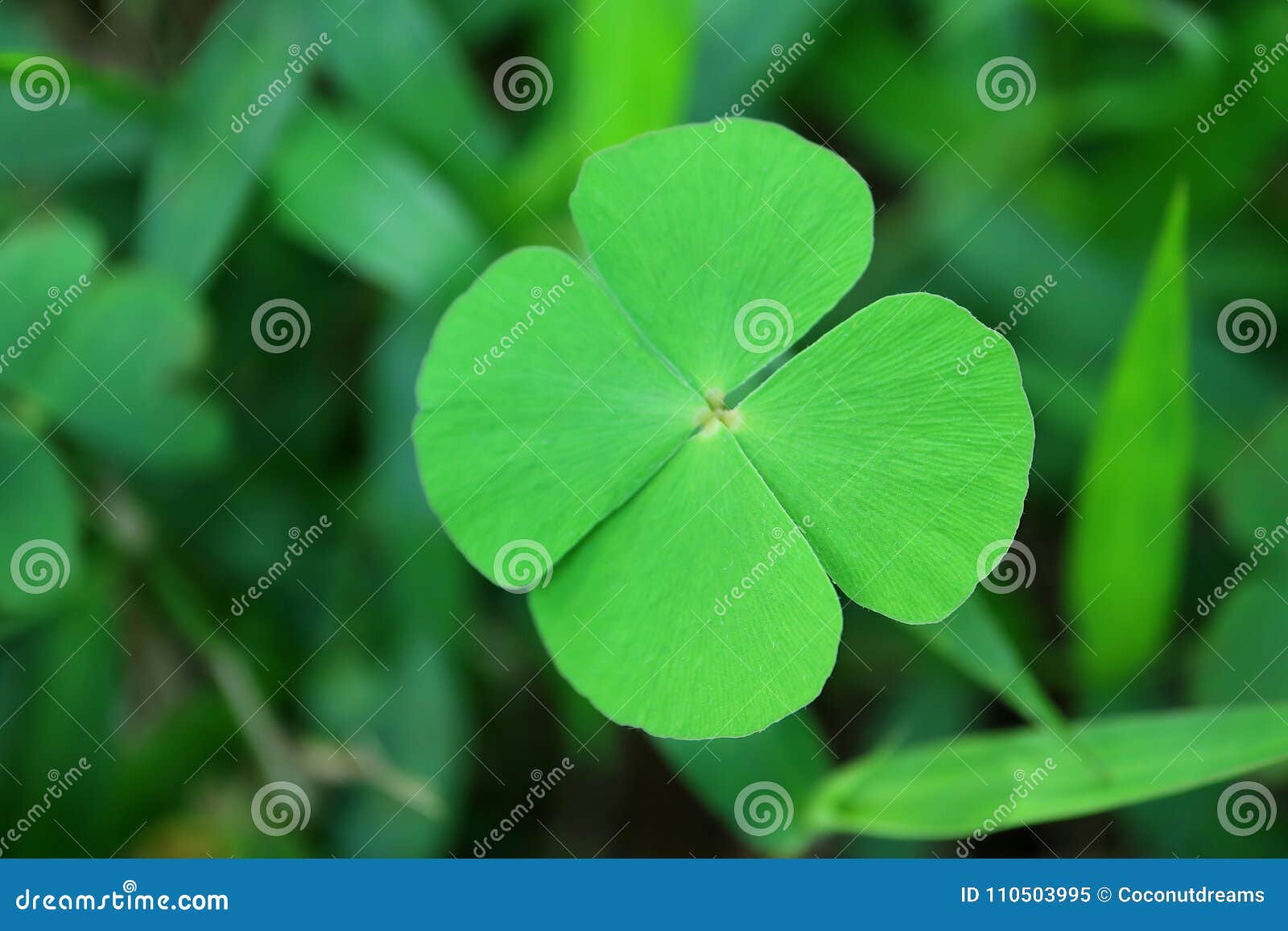 Close-up of Four-leaf Water Clover or Clover Fern, Blurred Background ...