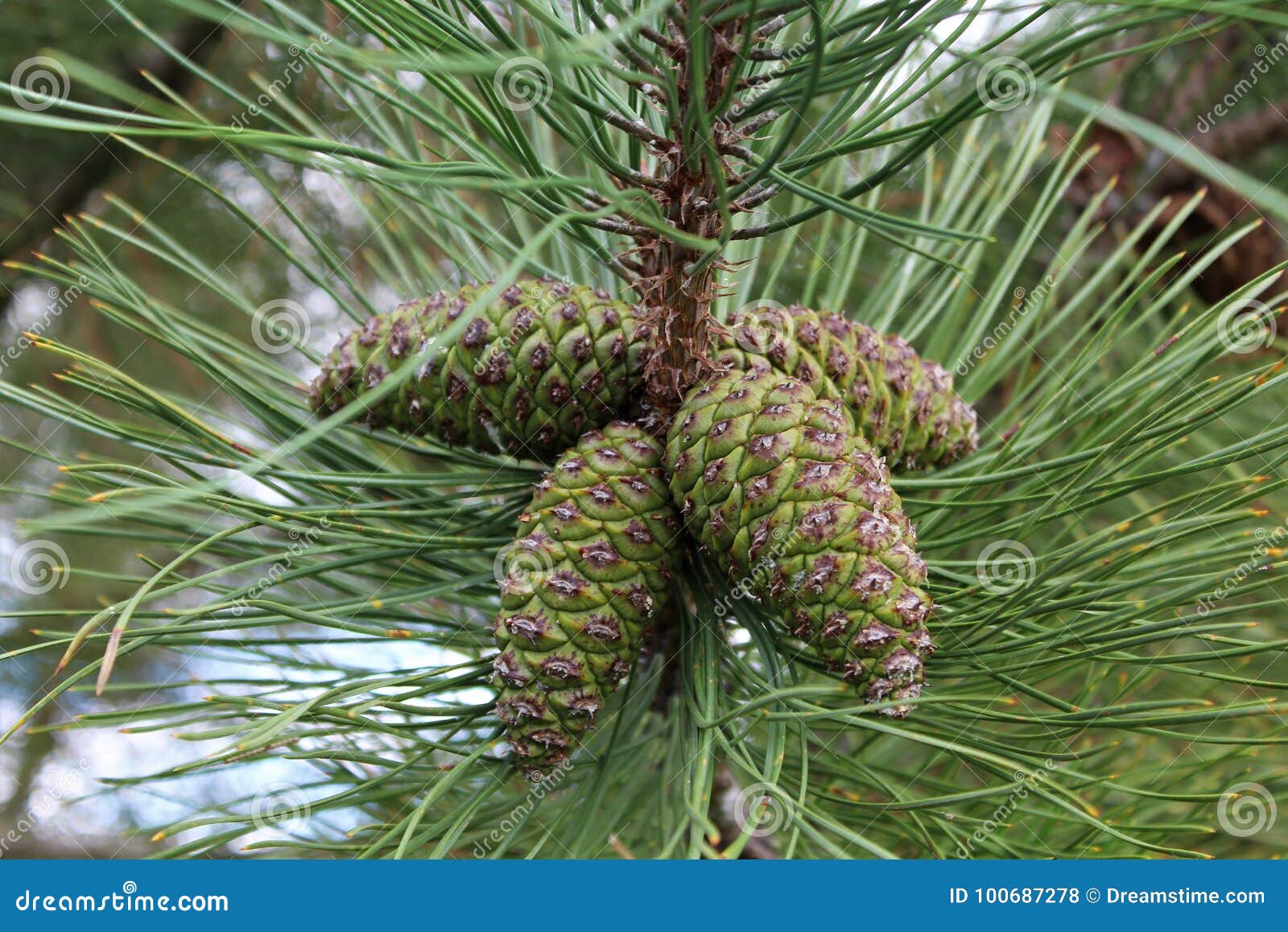Close-up of Four PineCones on Pine Tree Stock Photo - Image of four ...