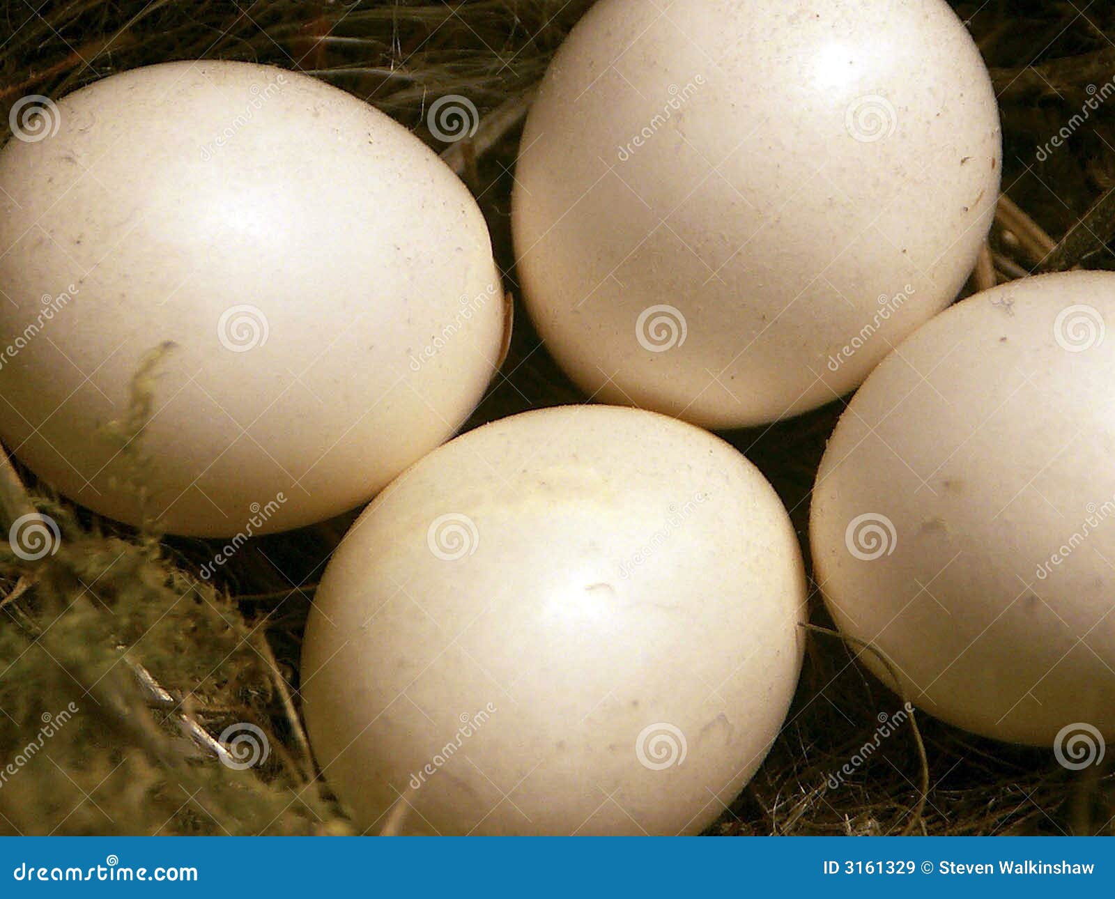 Close-up of Four Small Eggs Stock Image - Image of white, bird: 3161329
