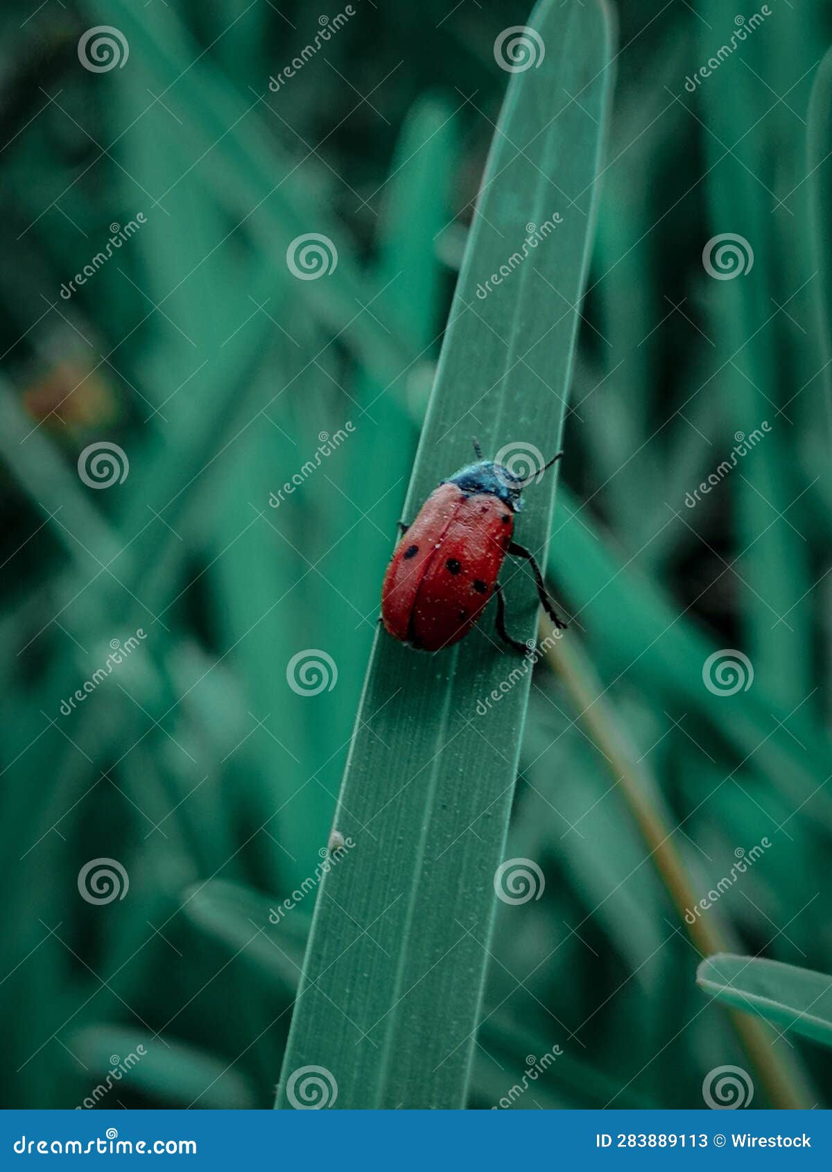 Close-up of a Four-spot Leaf Beetle (Clytra Quadripunctata) Perched ...
