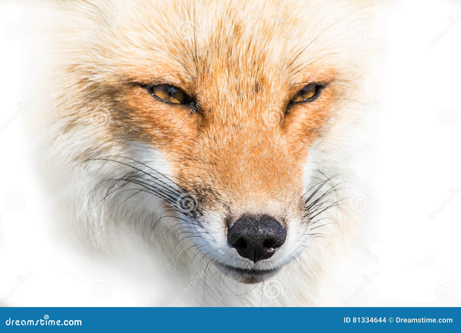 Close up fox stock photo. Image of headshot, closeup - 81334644