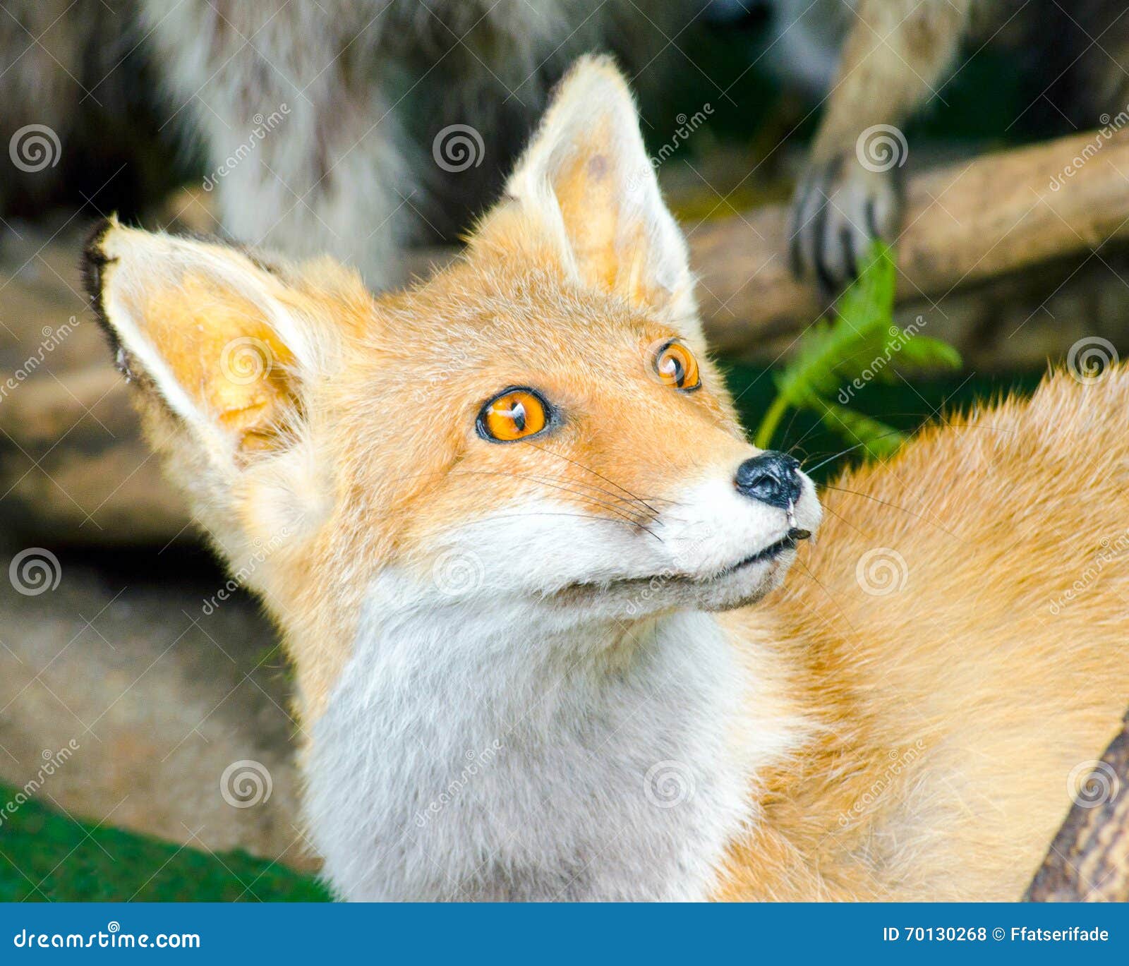 Close up of fox stock photo. Image of predator, wild - 70130268