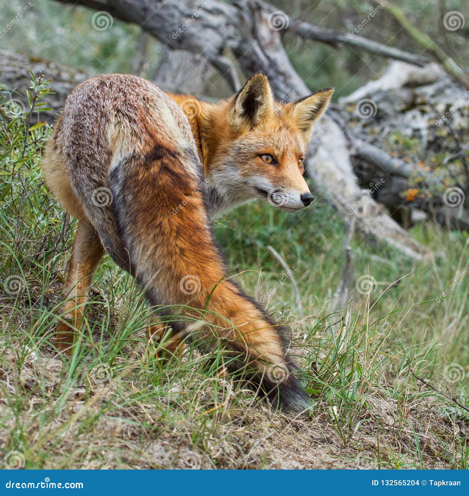 A Close Up of a Fox in Nature Stock Photo - Image of wildlife, print ...