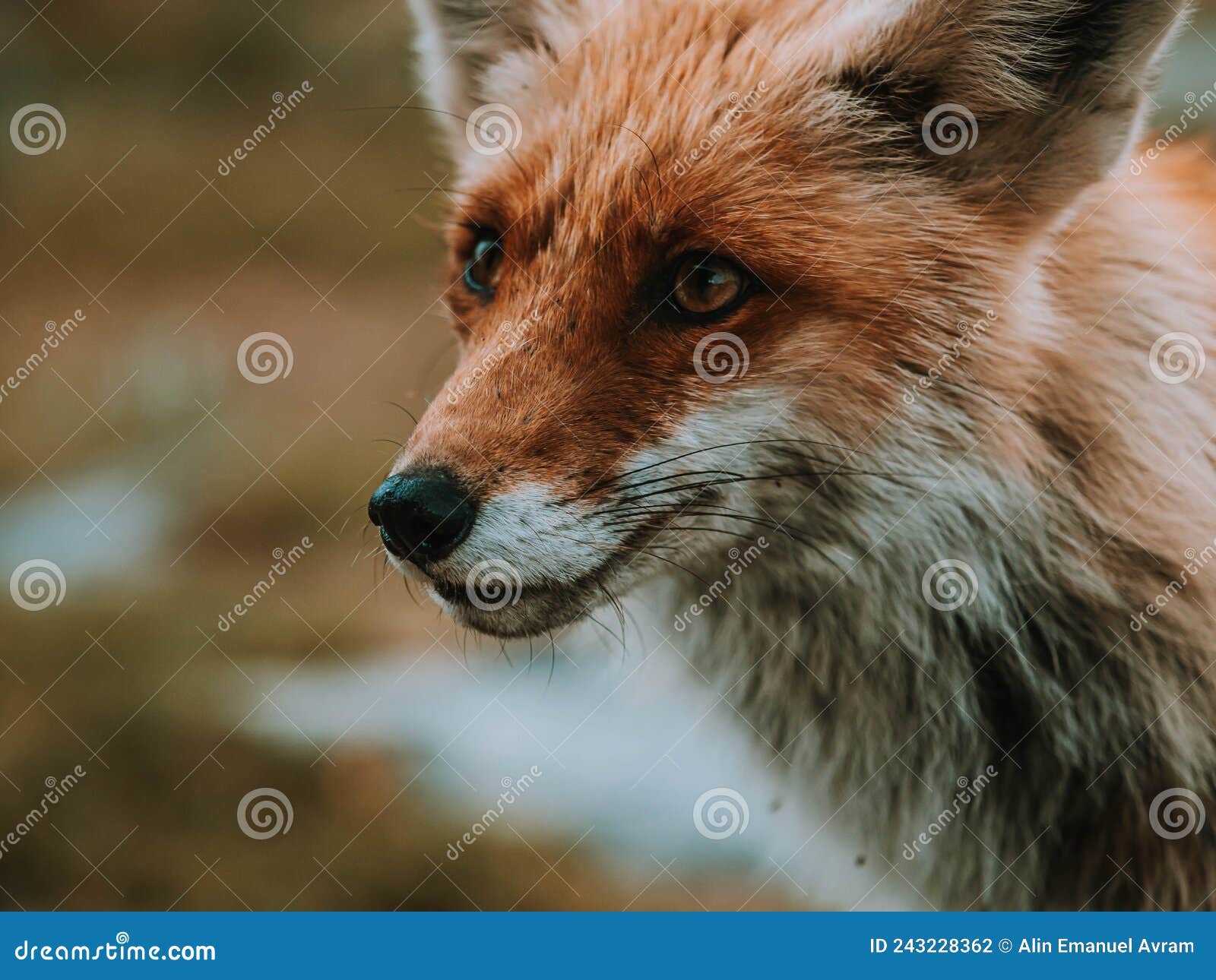 Portrait of a Red Fox Staring Stock Photo - Image of animal, snout ...