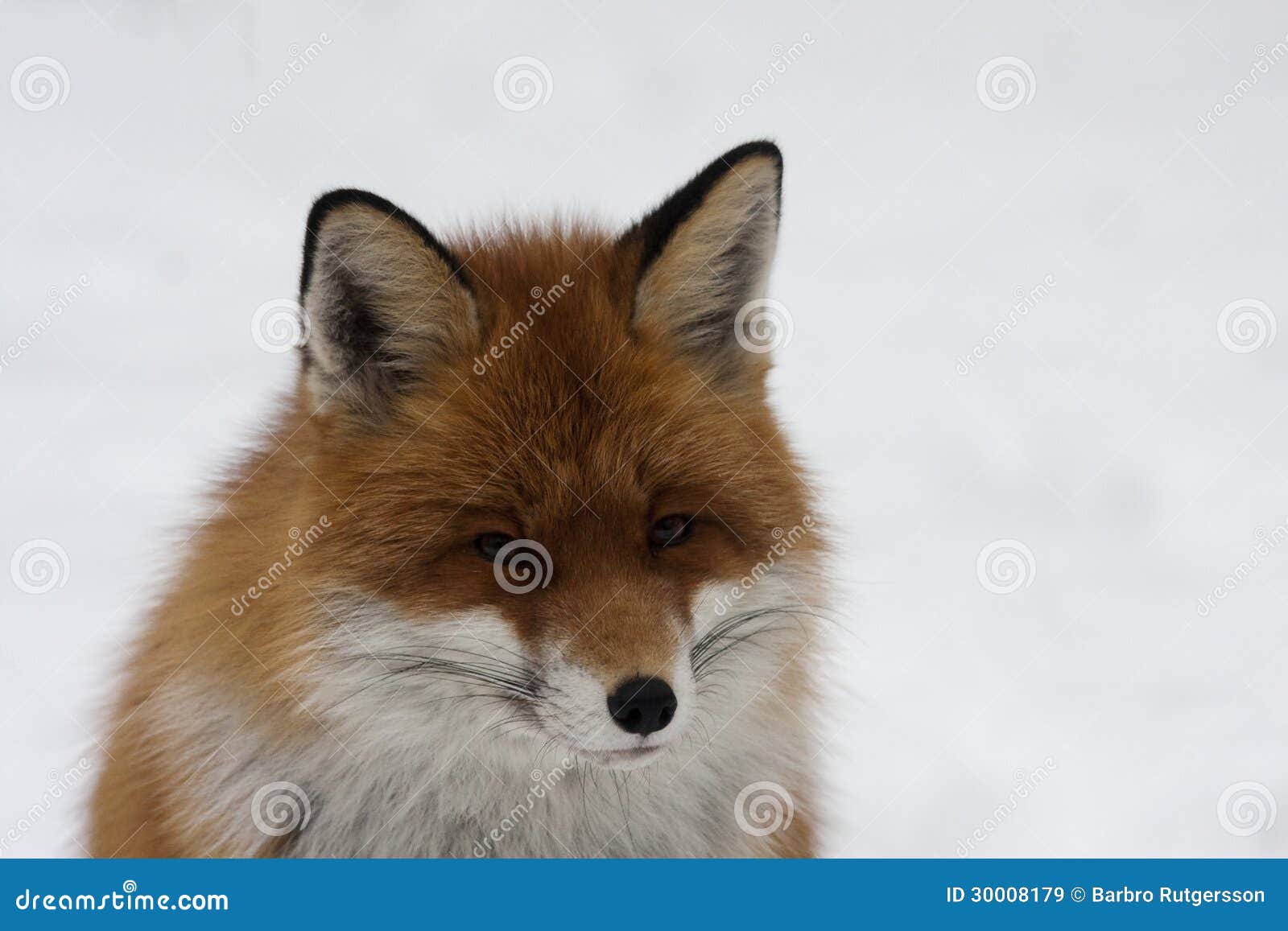 Fox head stock image. Image of nose, head, snow, foxes - 30008179