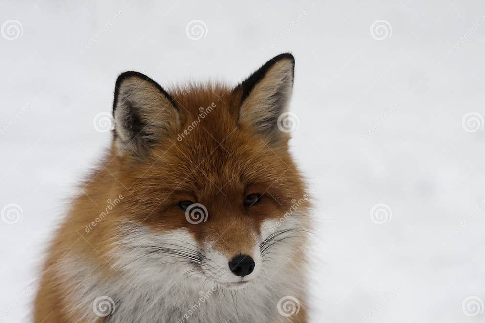 Fox head stock image. Image of nose, head, snow, foxes - 30008179