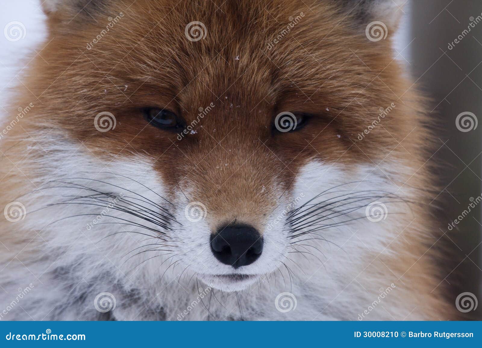Fox head stock photo. Image of animal, foxes, predator - 30008210