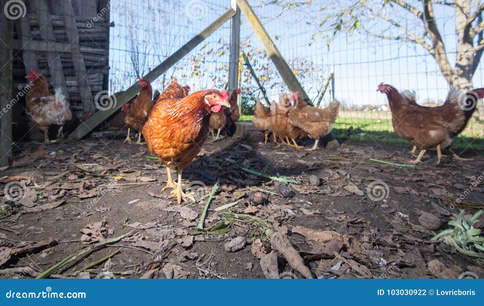 Poultry - Brown Layer Hens Free Range Stock Photo - Image of health ...