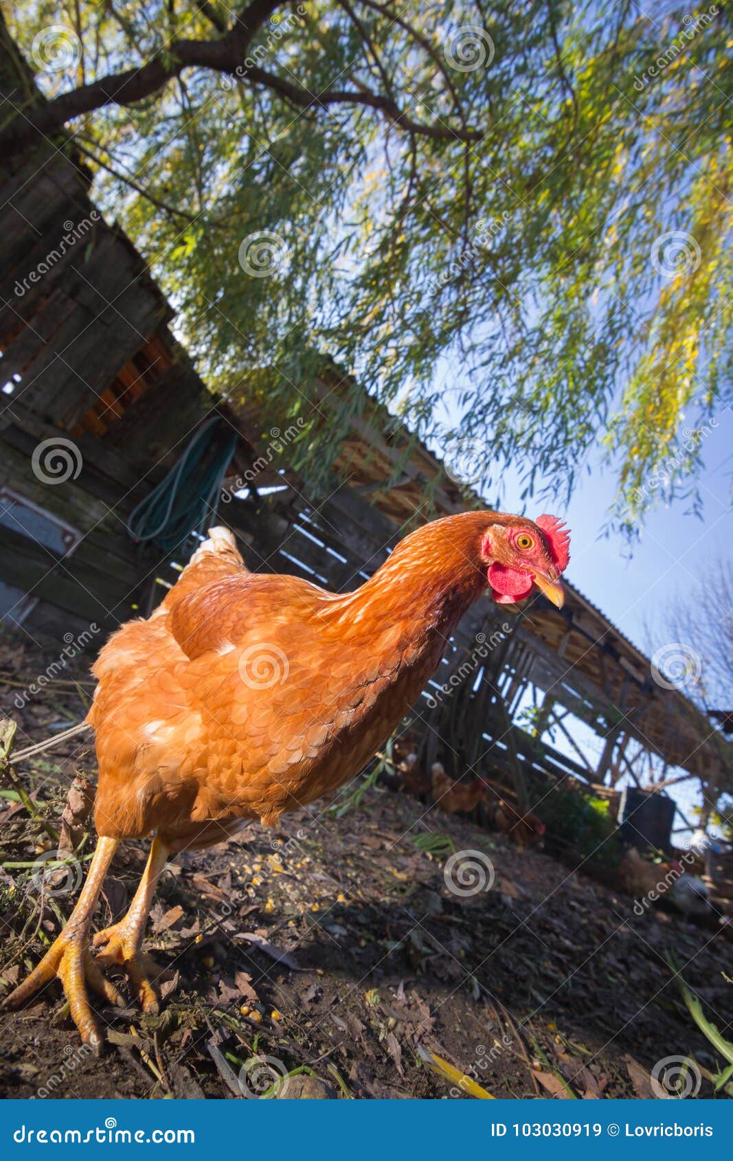 Poultry - Brown Layer Hens Free Range Stock Image - Image of fowl ...