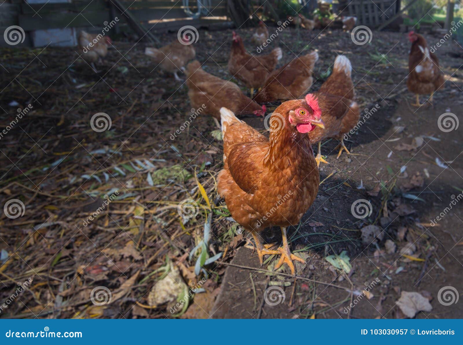 Poultry - Brown Layer Hens Free Range Stock Image - Image of meadow ...