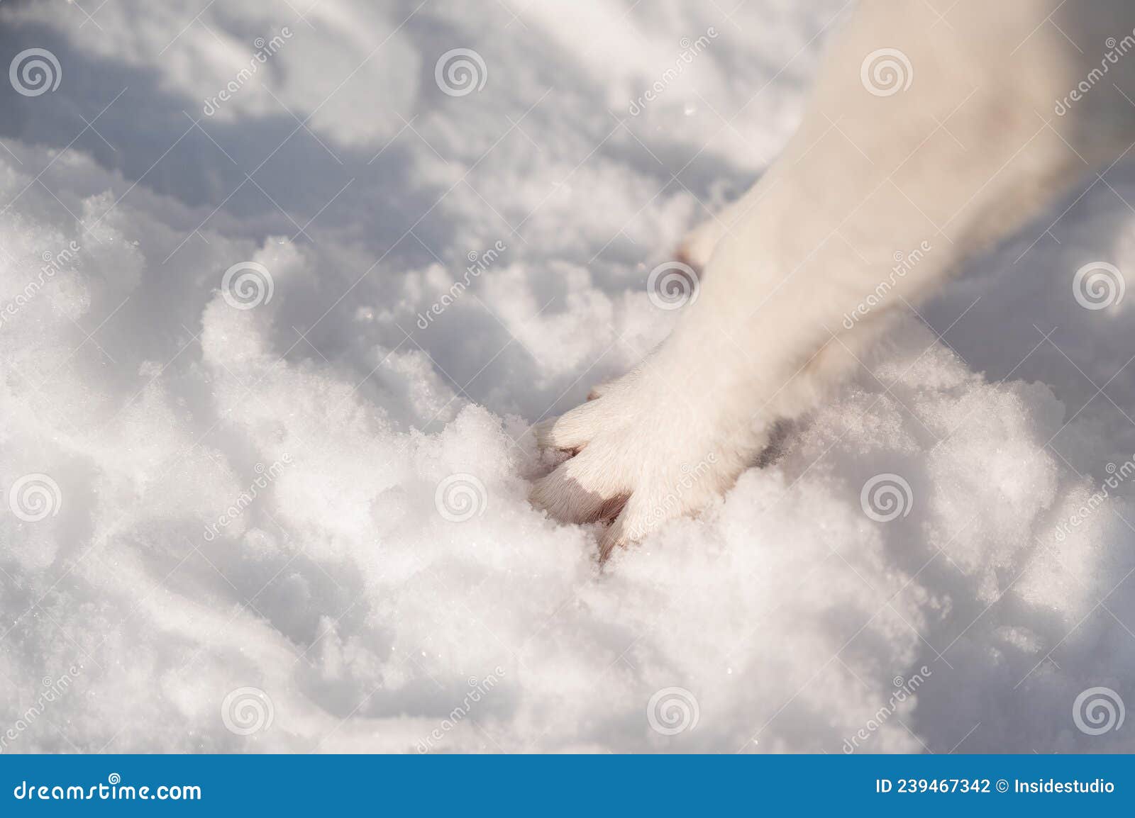 Close-up of Freezing Dog Paws on White Snow in Winter. Stock Photo ...