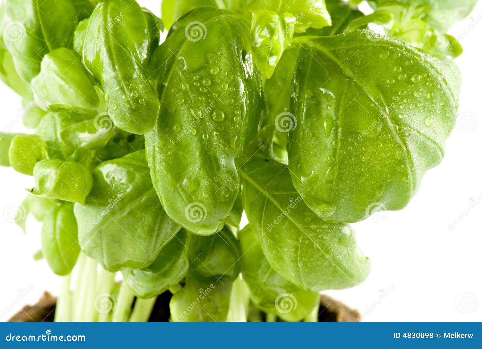 Close-up Of Basil Microgreens. Growing Basil Sprouts Close Up View ...