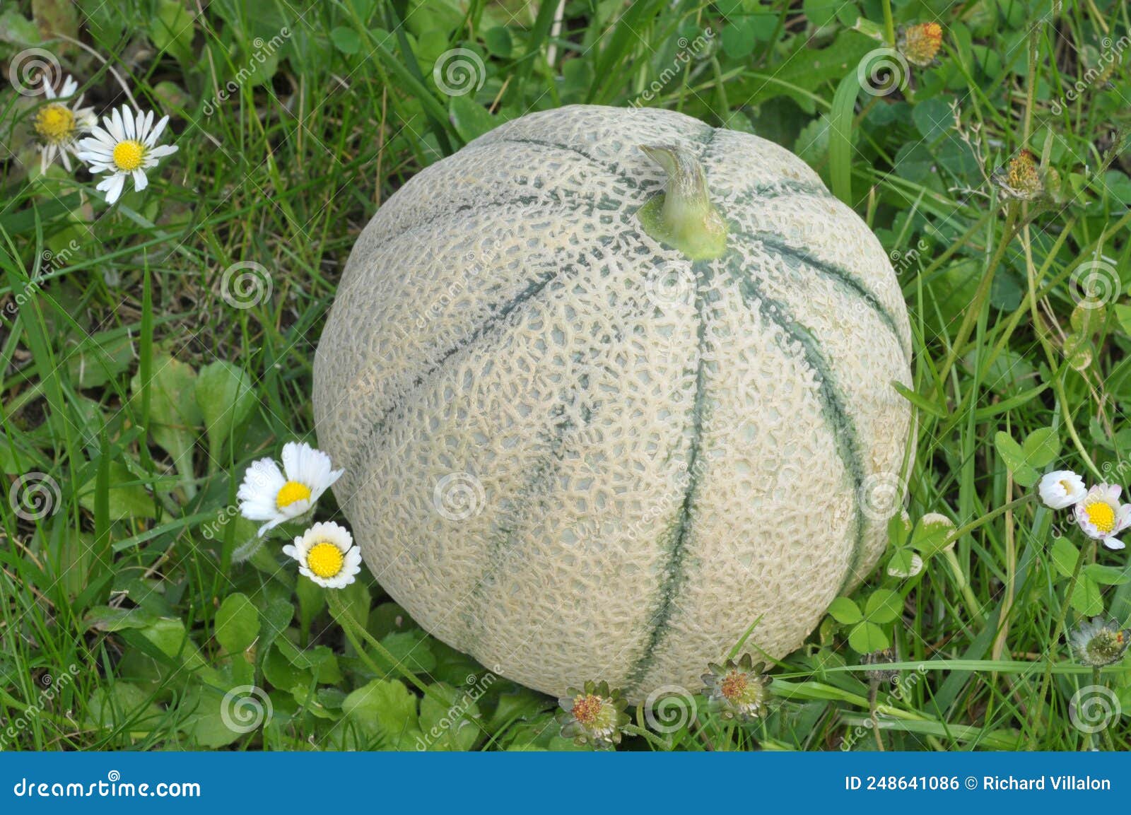 Organic melon in the grass stock photo. Image of grass - 248641086