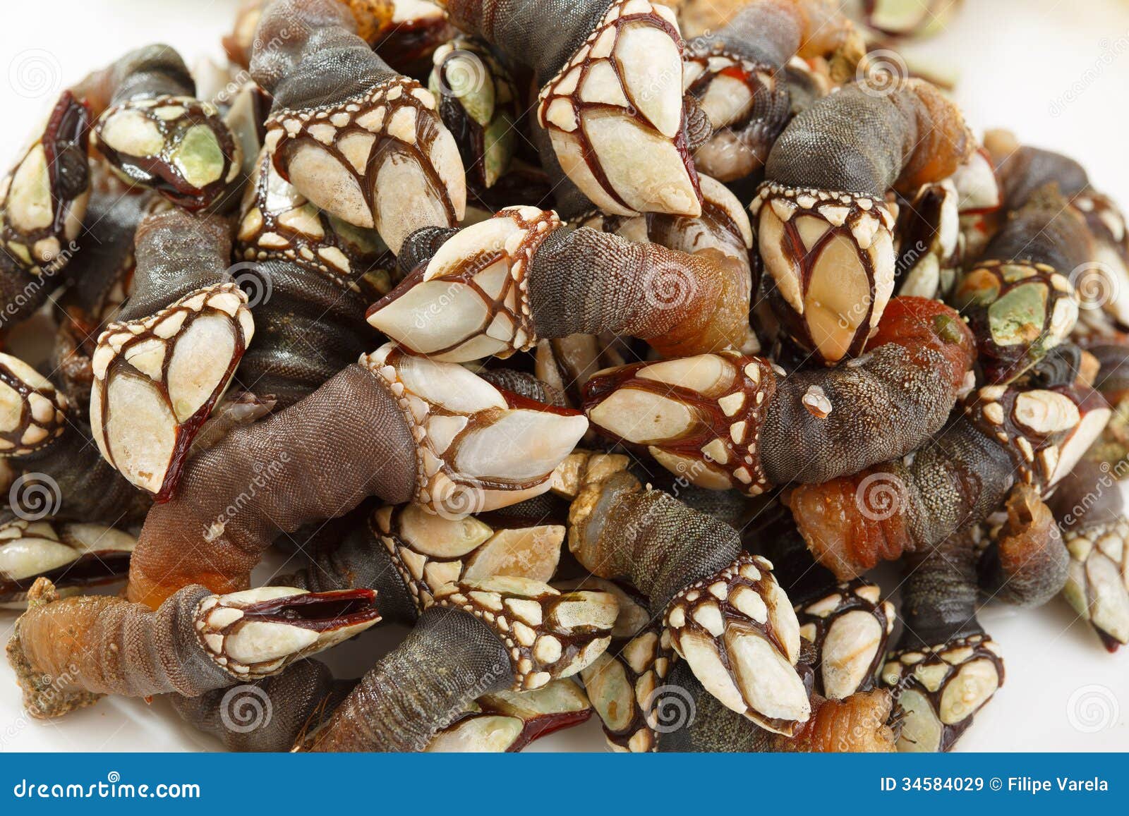 Close Up of Fresh Boiled Goosebarnacle Stock Image - Image of ...