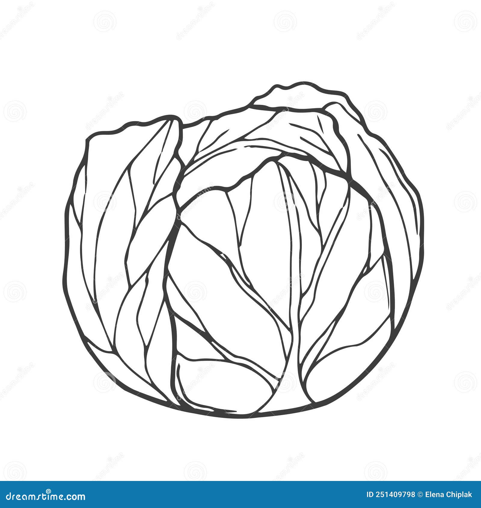 Close Up of Fresh Cabbage Doodle Icon in Vector Stock Vector ...