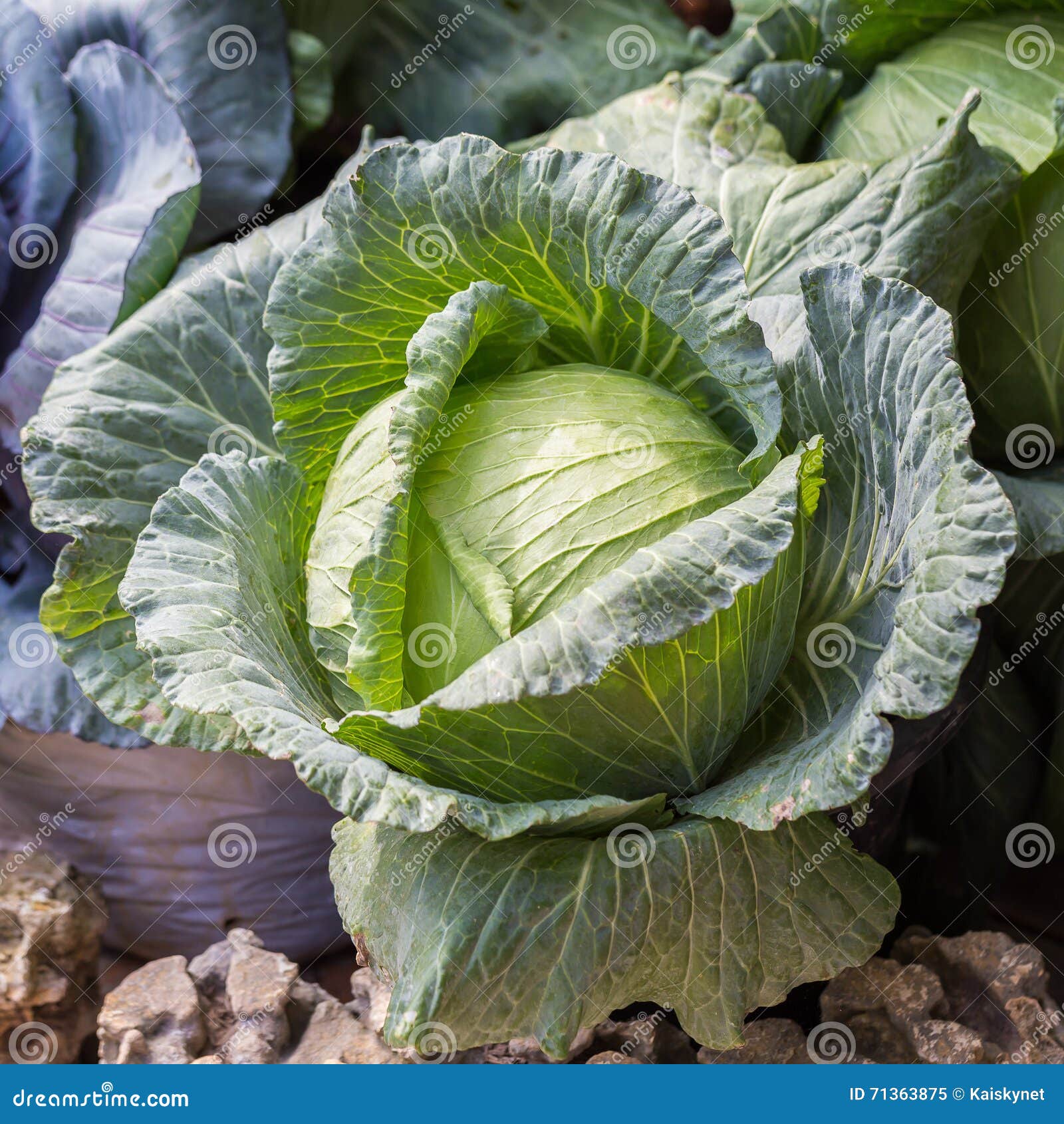 Close-up of Fresh Cabbage in the Vegetable Garden Stock Image - Image ...