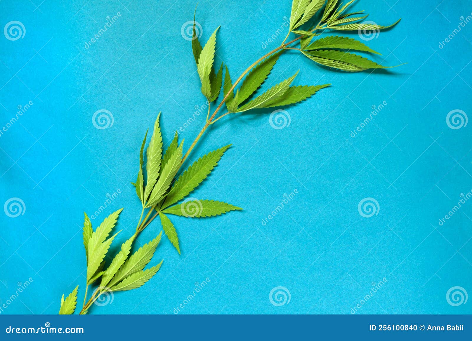 Close Up Fresh Cannabis Leaves on a Yellow Background Stock Photo ...