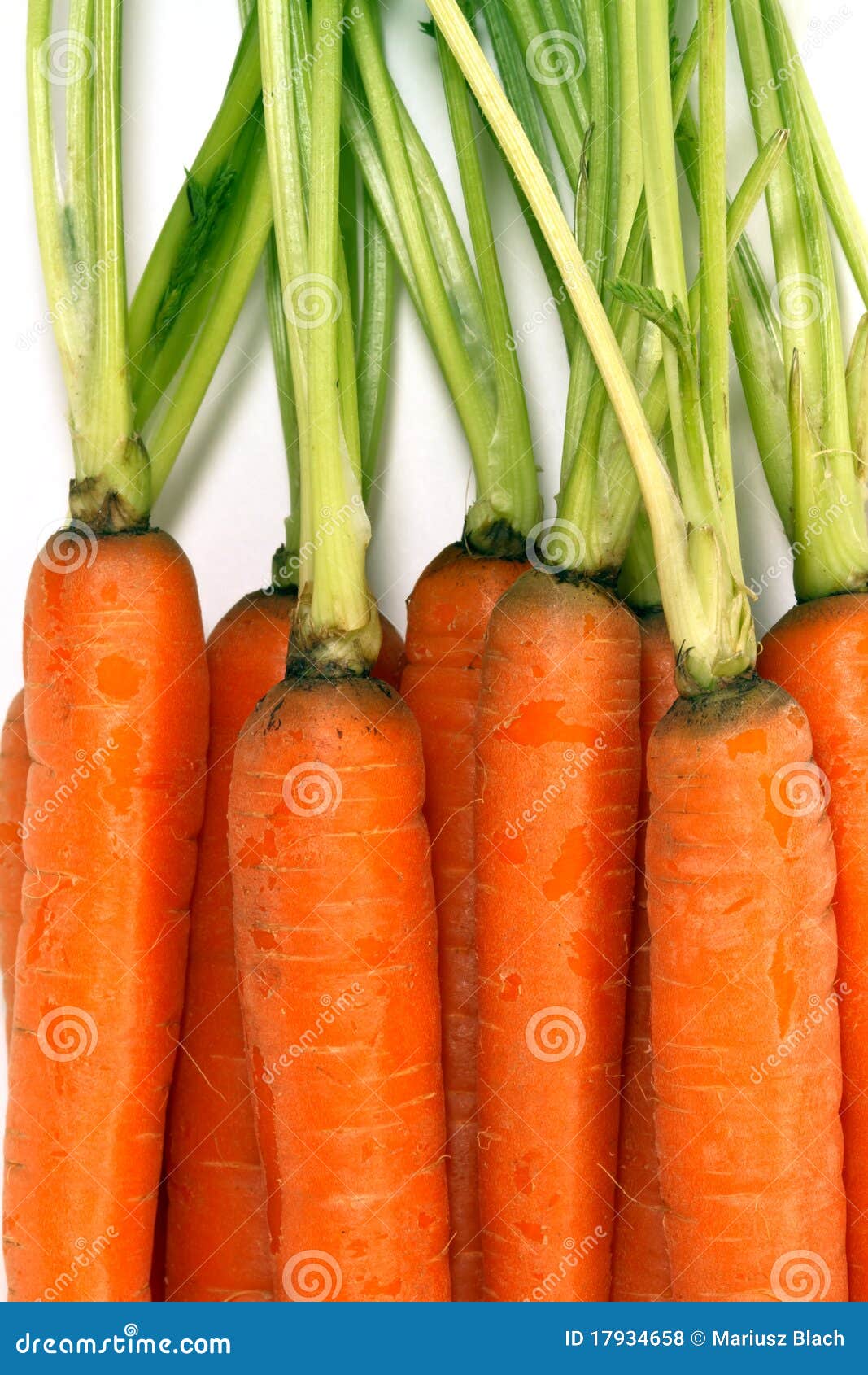 Close-up of fresh carrots stock photo. Image of eating - 17934658