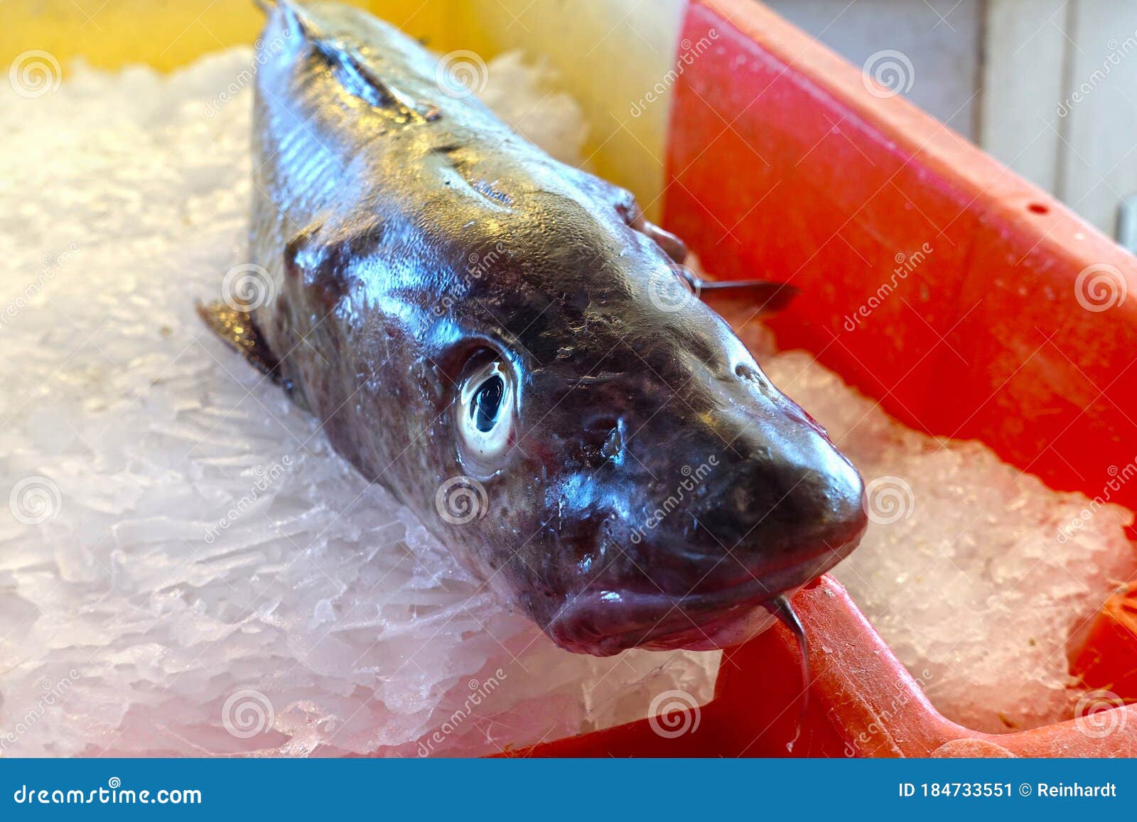 Cod fish catch on ice stock image. Image of gourmet - 184733551