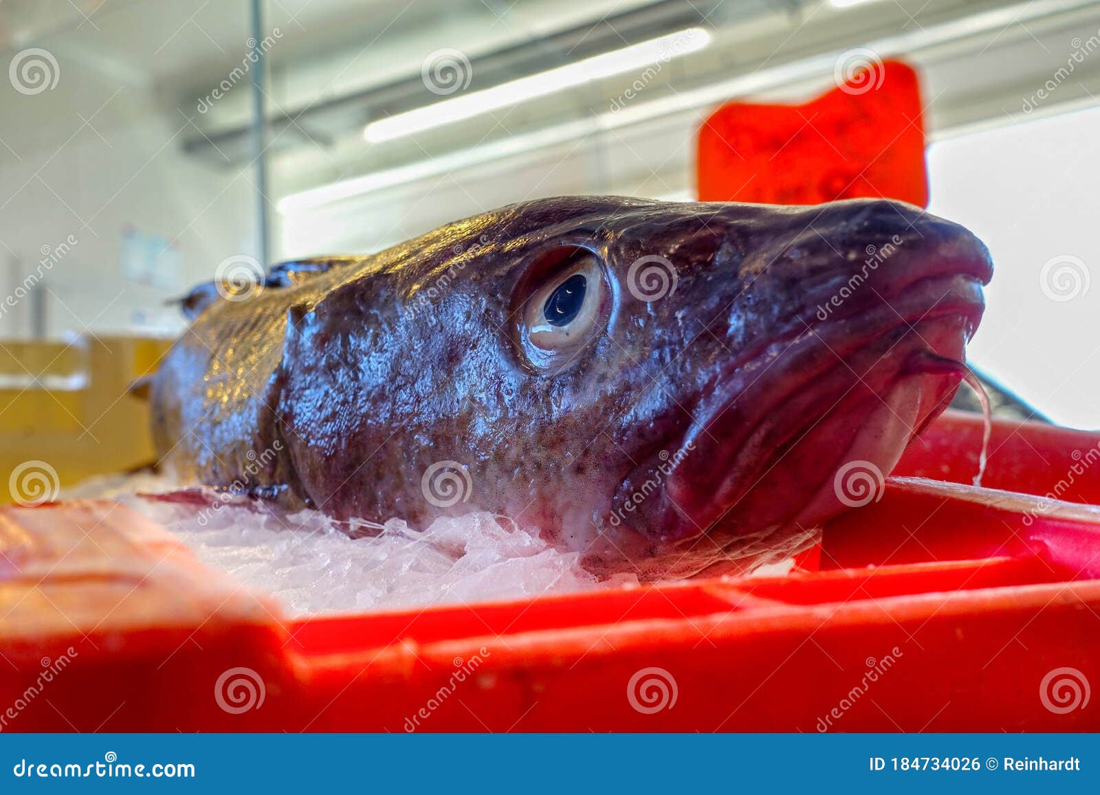 Cod fish catch on ice stock photo. Image of cooking - 184734026
