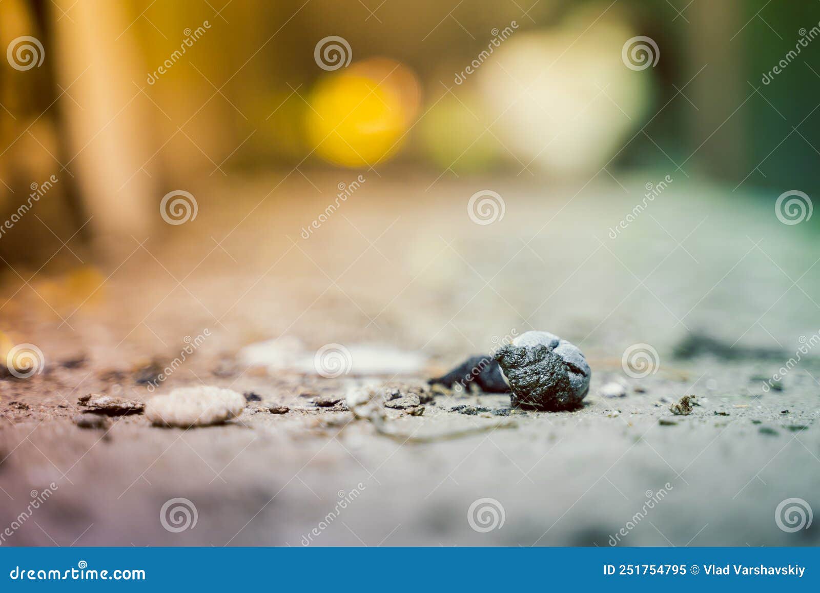 Close-up Fresh Chicken Manure on the Floor Stock Image - Image of ...