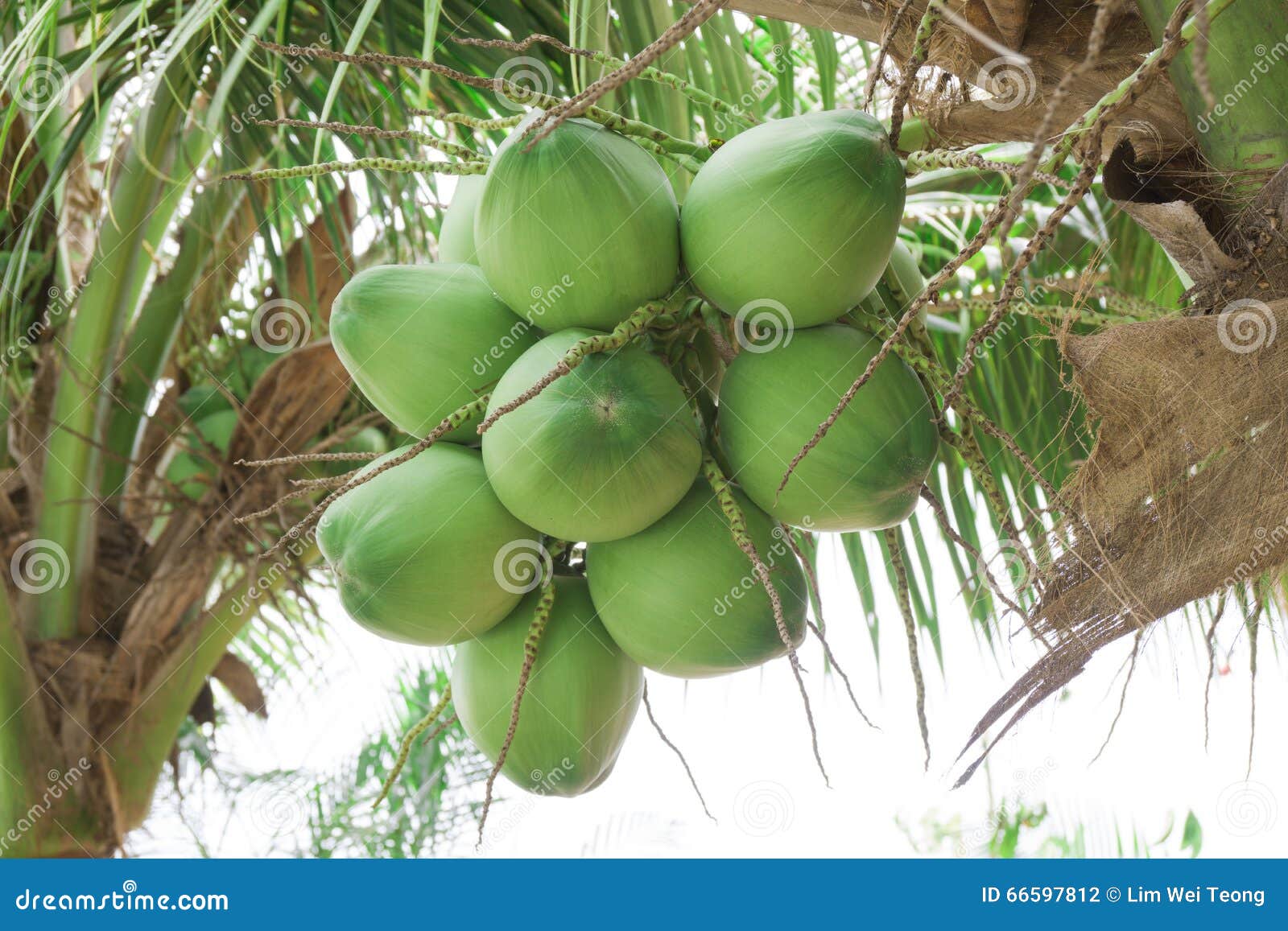 Close Up Fresh Coconuts with a Bunch on Tree Stock Photo - Image of ...