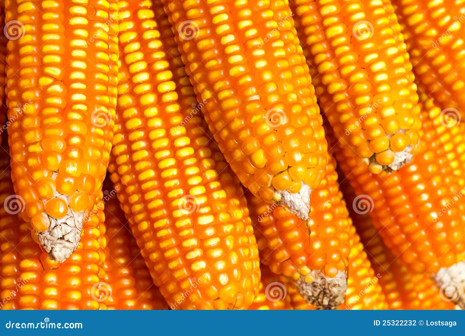 Close up of fresh corn stock photo. Image of culture - 25322232