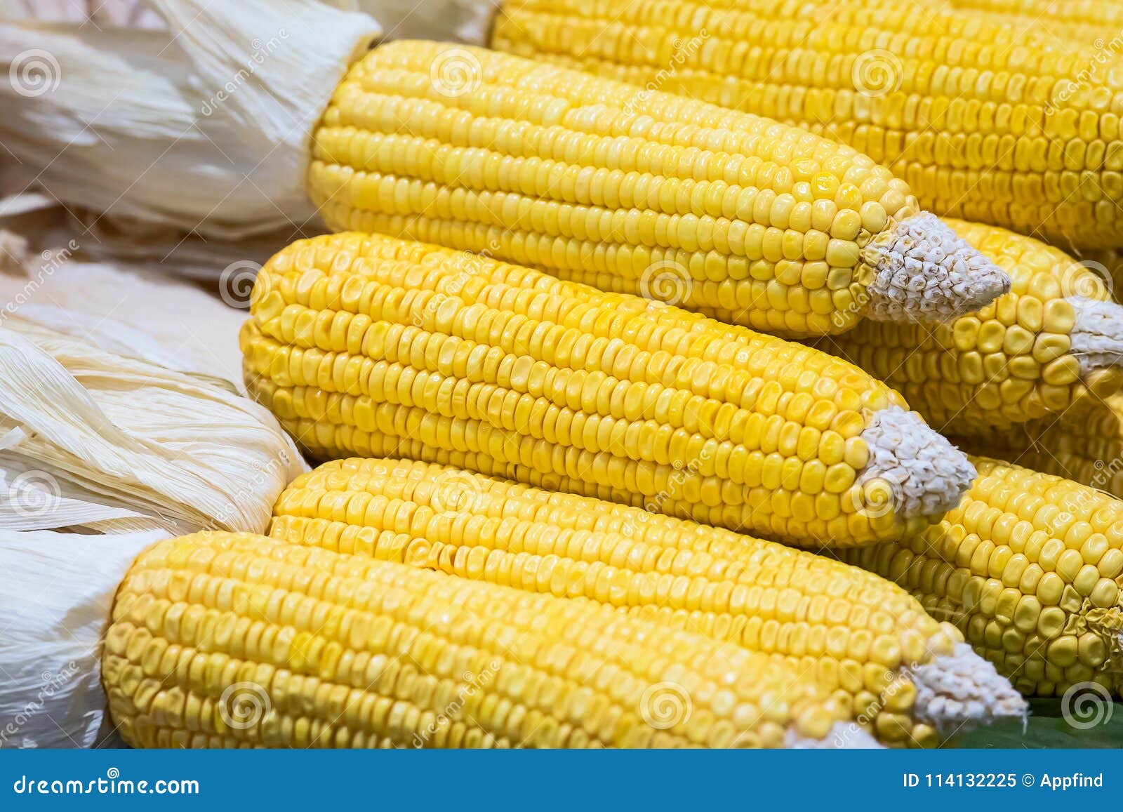 Fresh Sweet Corns, Thailand. Stock Image - Image of cooking, crop ...