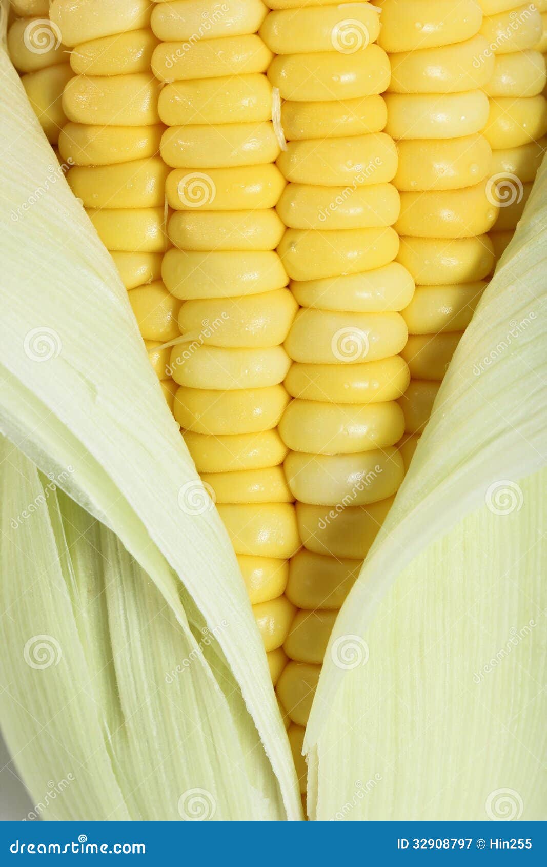 Close up fresh Corn stock image. Image of grain, vegetable - 32908797
