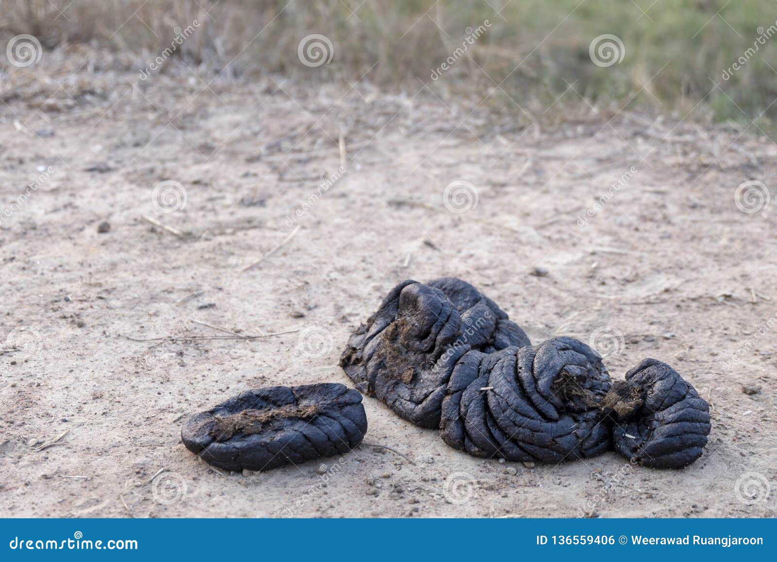 Close Up Fresh Cow Dung on Grass, Cow Manure. Stock Photo - Image of ...