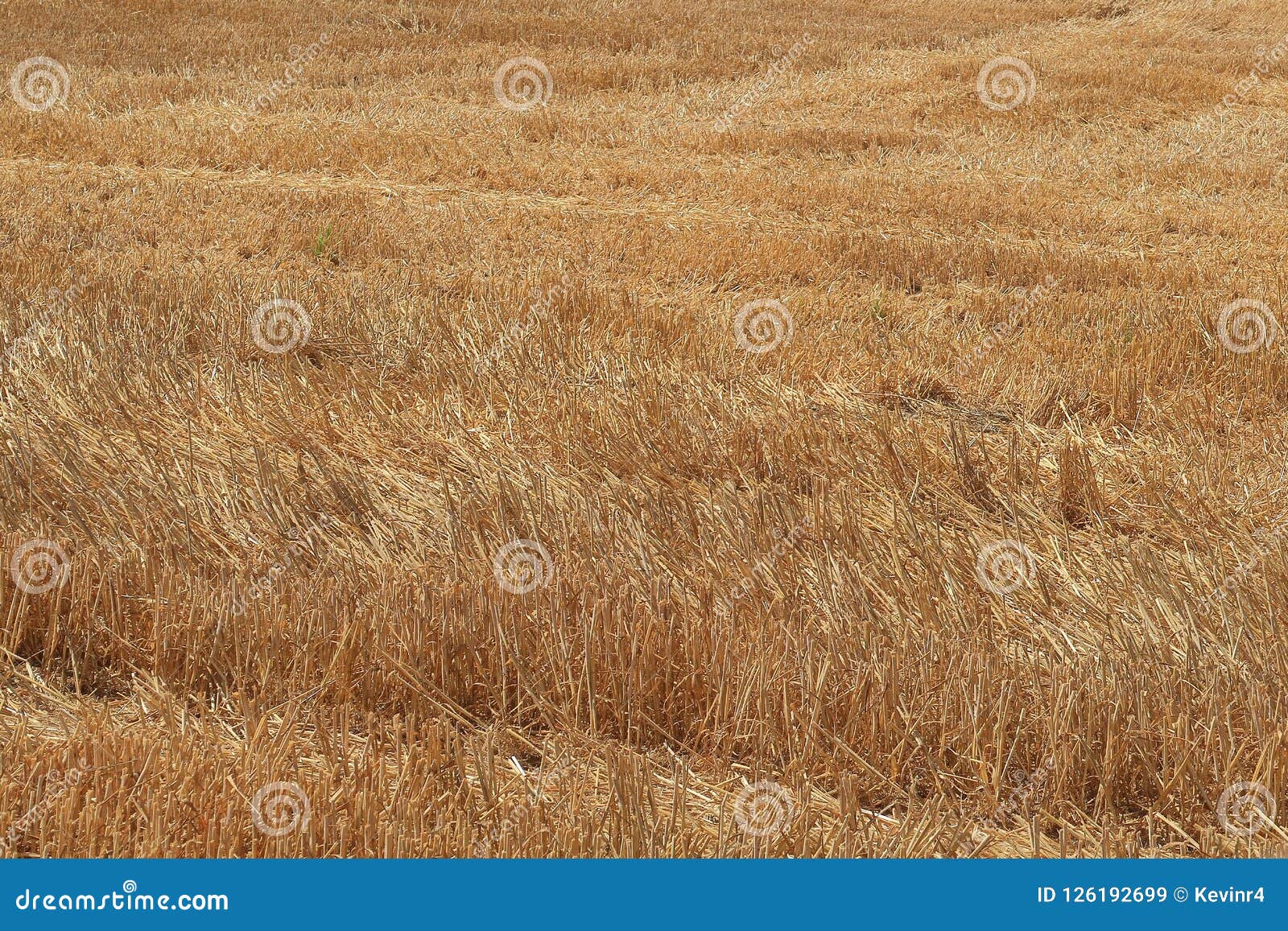 Freshly cut hay stock image. Image of food, close, field - 126192699