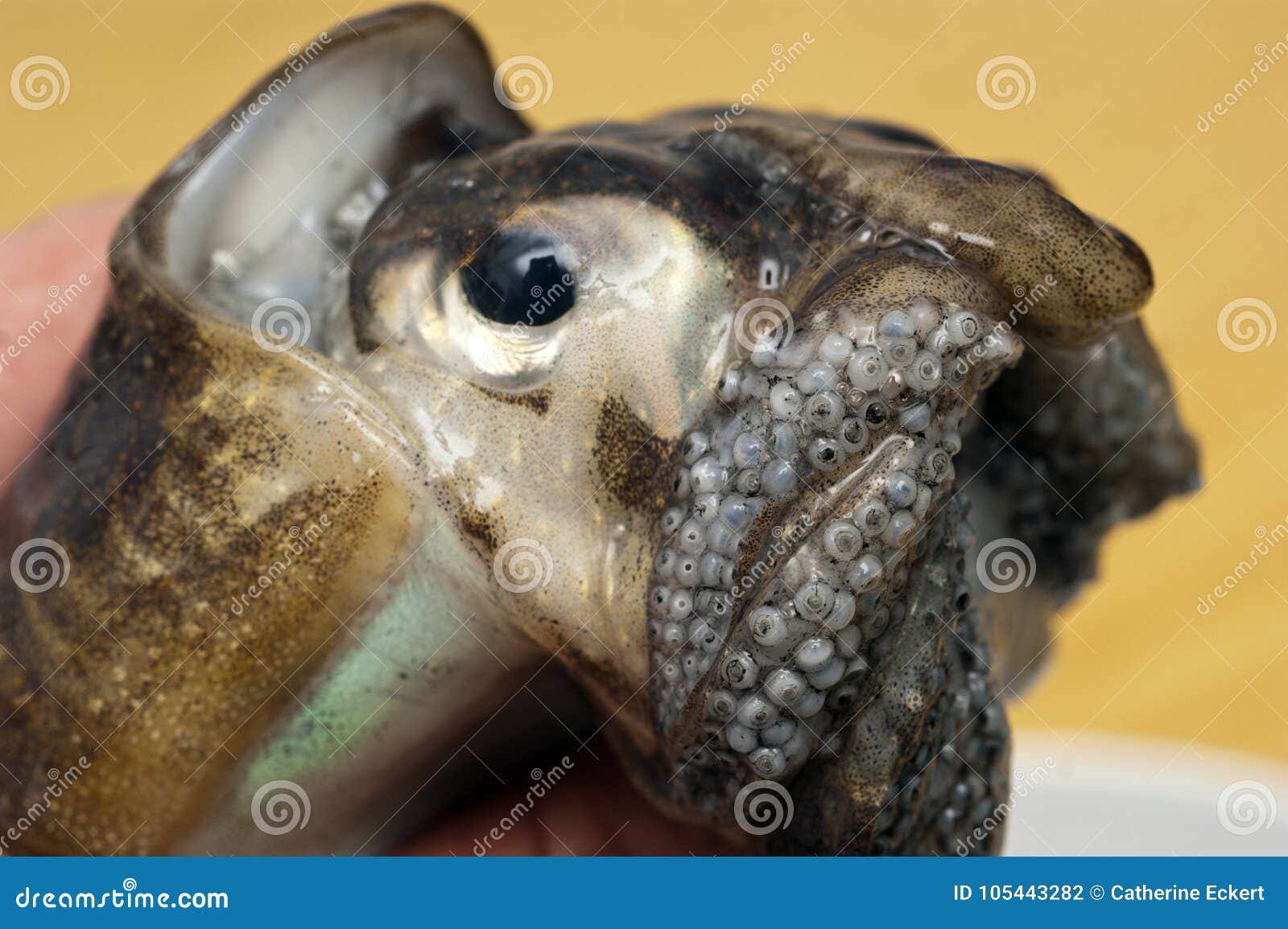 Fresh cuttle fish close up stock photo. Image of close - 105443282