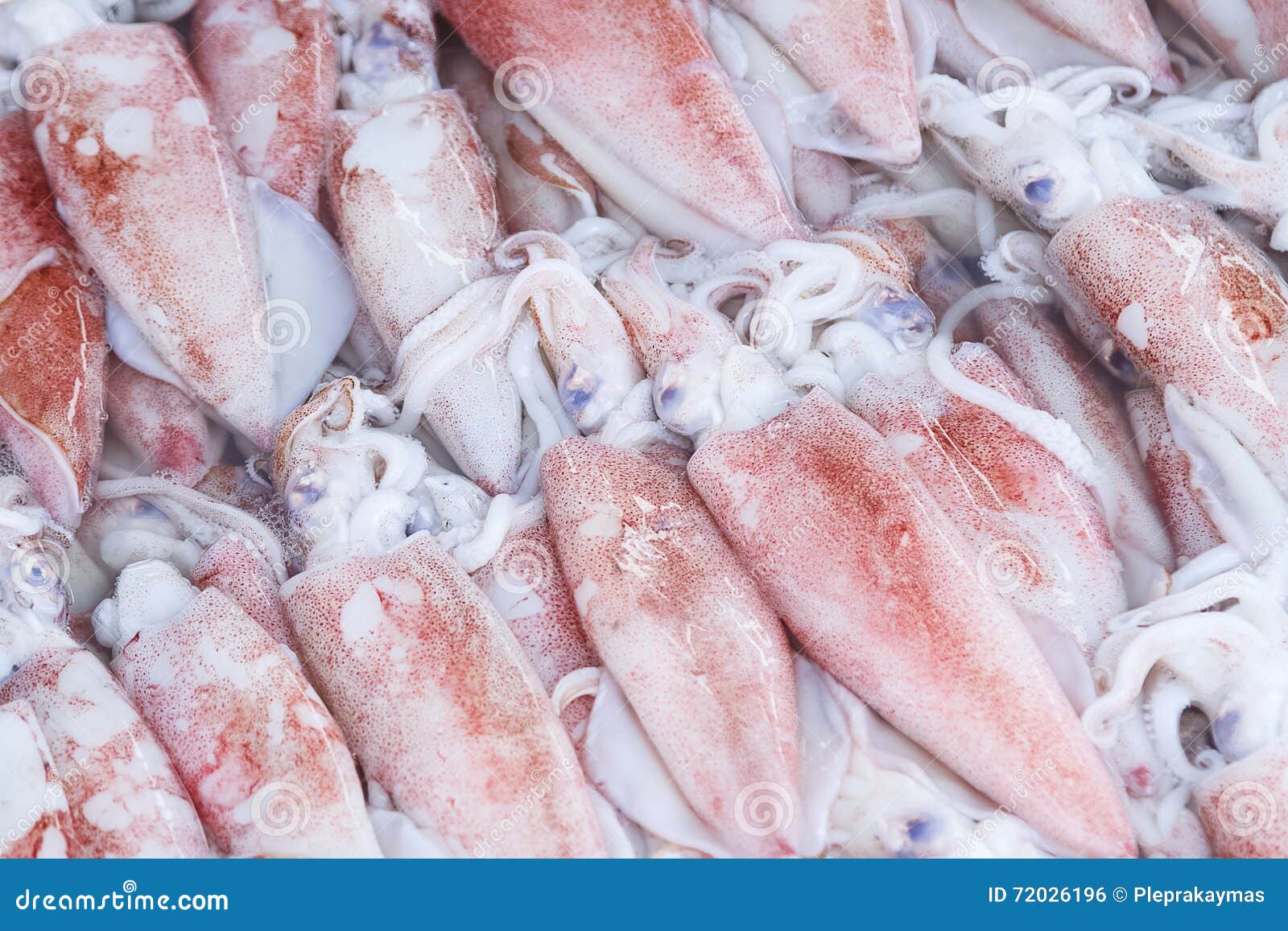 Close Up of Fresh Cuttlefish on Ice Stock Photo - Image of delicacy ...
