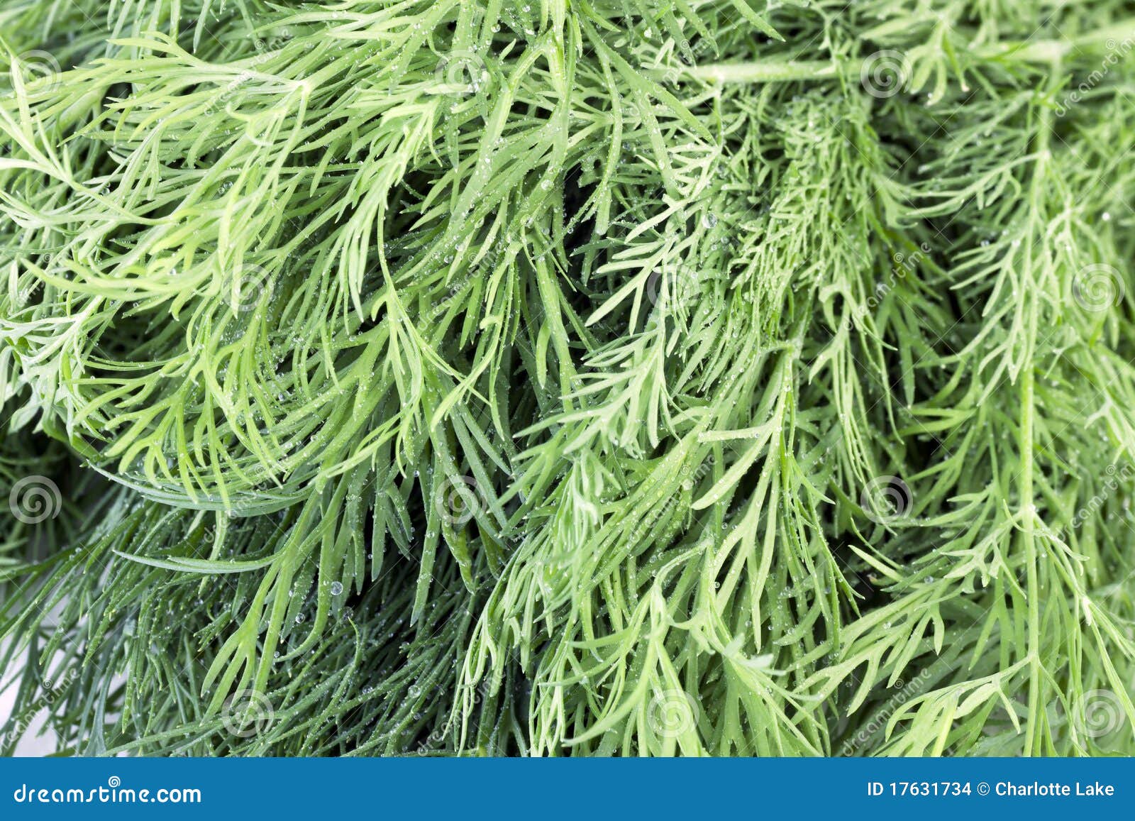Close Up Fresh Dill stock photo. Image of food, spice - 17631734