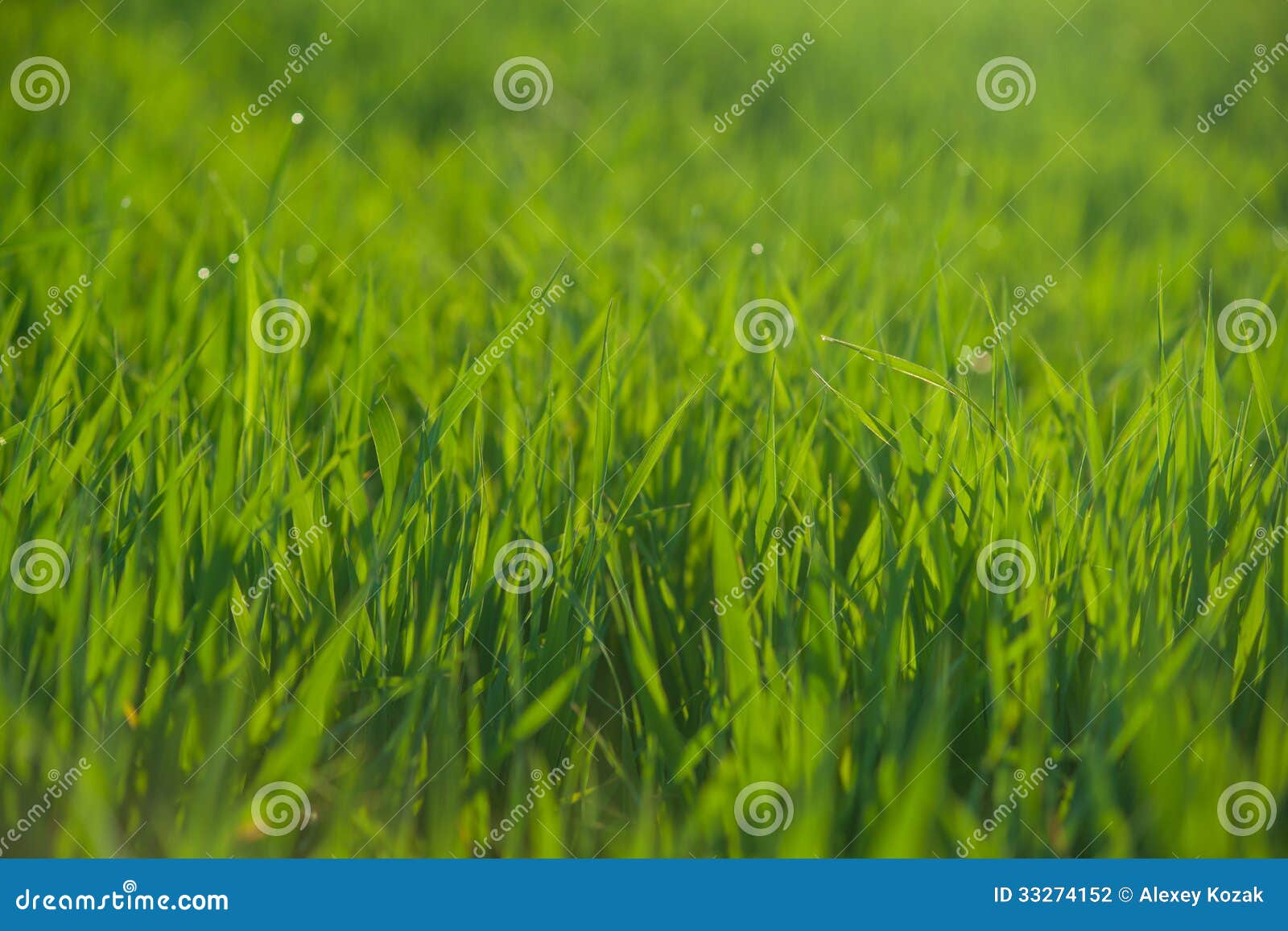 Close Up of Fresh Grass with Water Drops Stock Photo - Image of morning ...