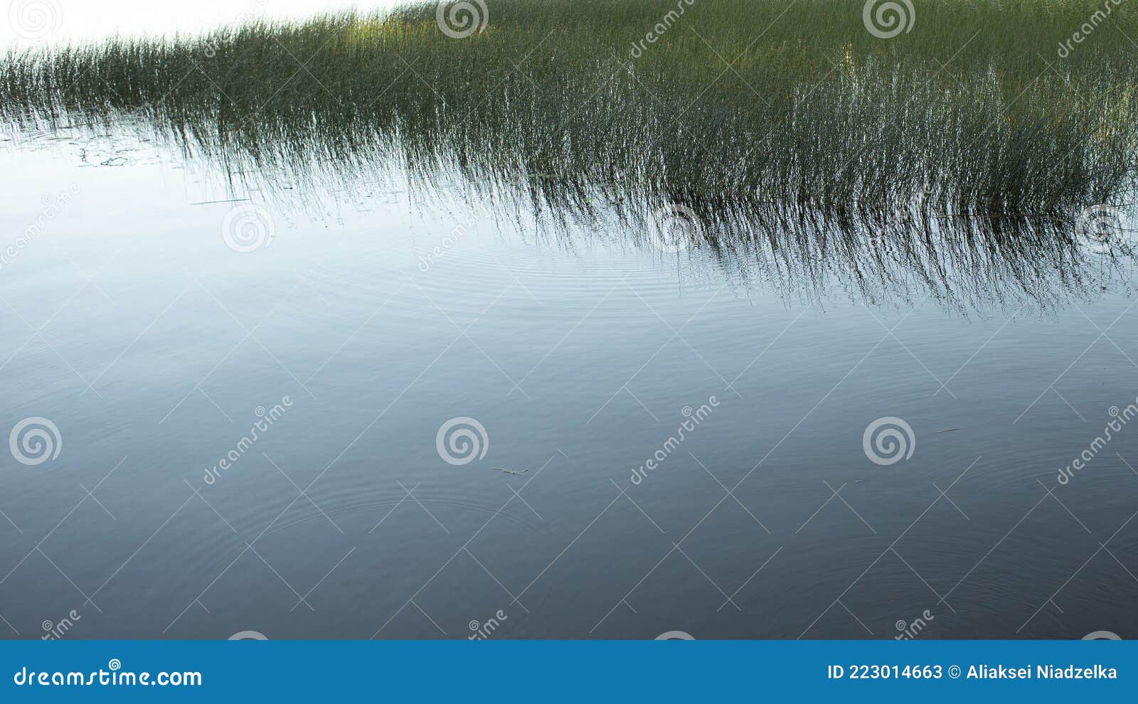 Close Up Fresh Green Grass on the River Background Stock Image - Image ...