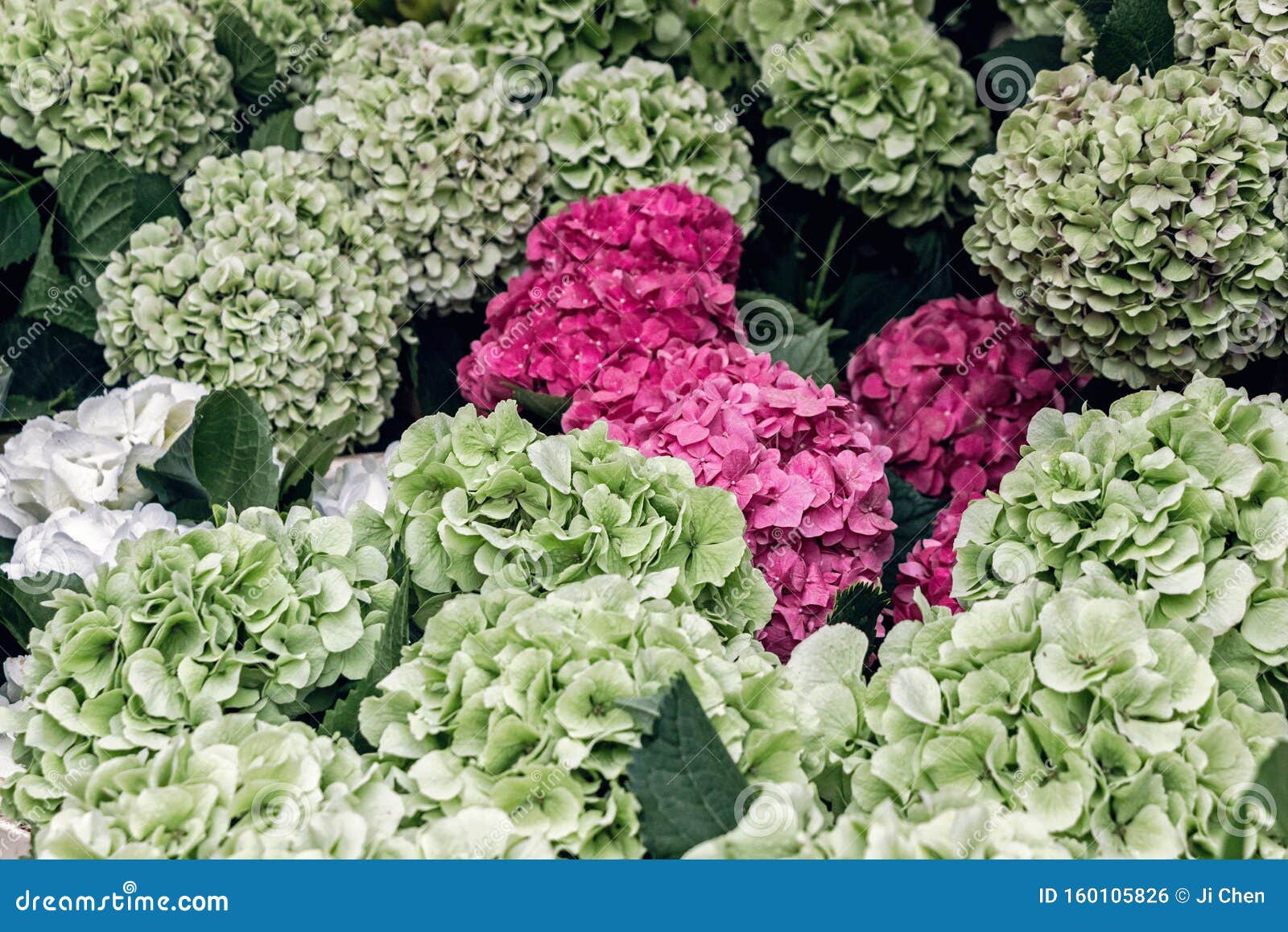 Close Up of Fresh Green Hydrangea Flowers Stock Photo - Image of london ...