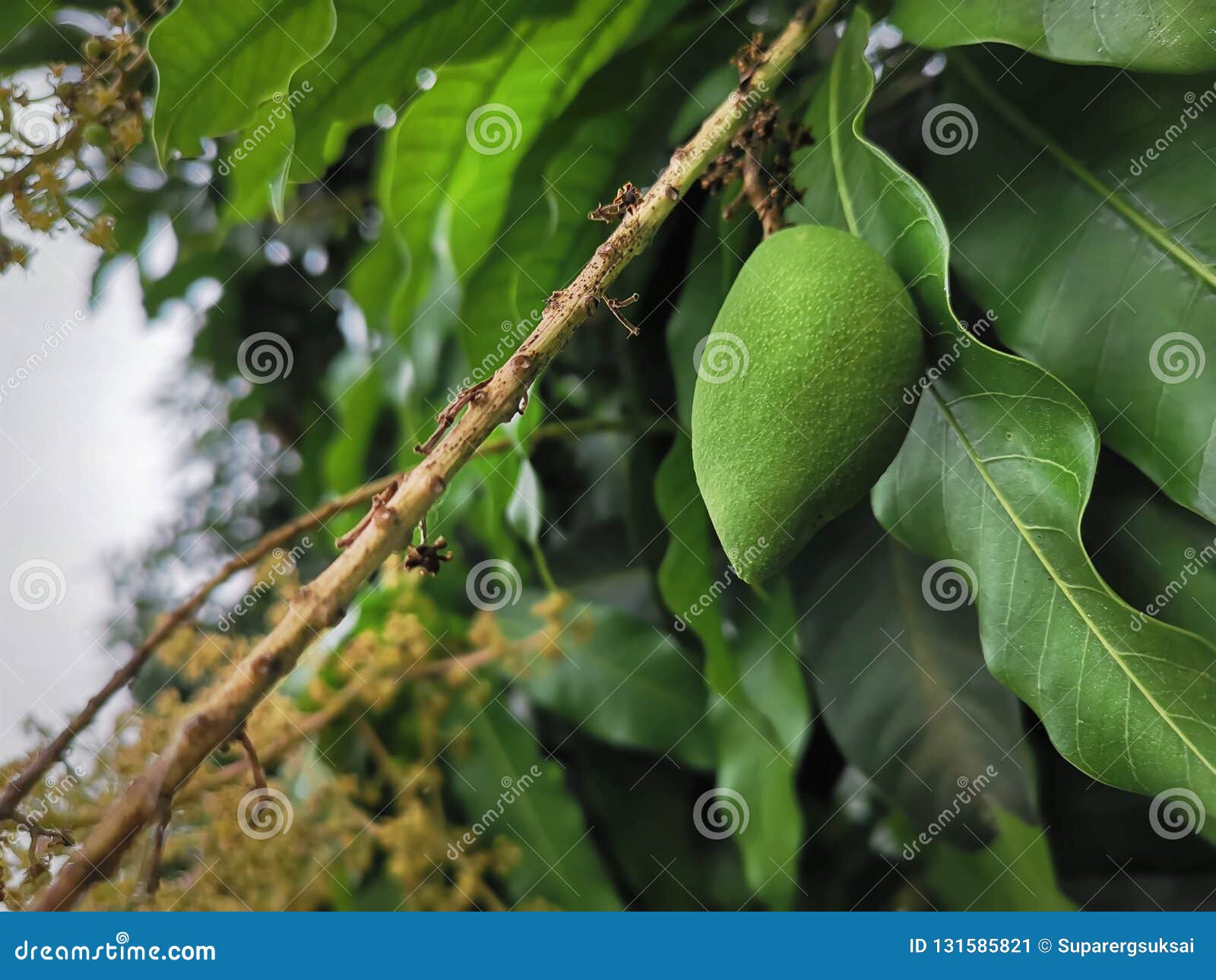 Fresh Green Mango Fruit on Tree with Leaves on Background Stock Image ...