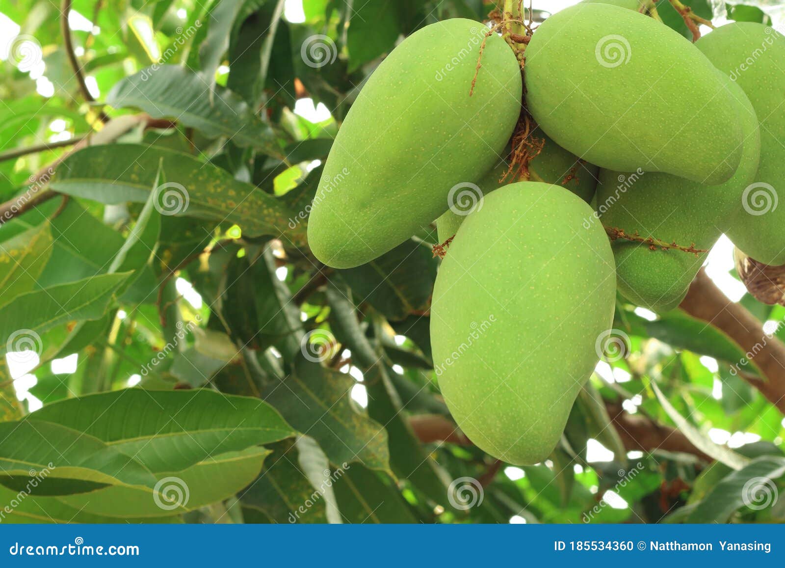 Close Up Of Mangoes On A Mango Tree In Plantation,Green Mangoes On The ... Close Up Of Mangoes On A Mango Tree In Plantation,Green Mangoes On The ...