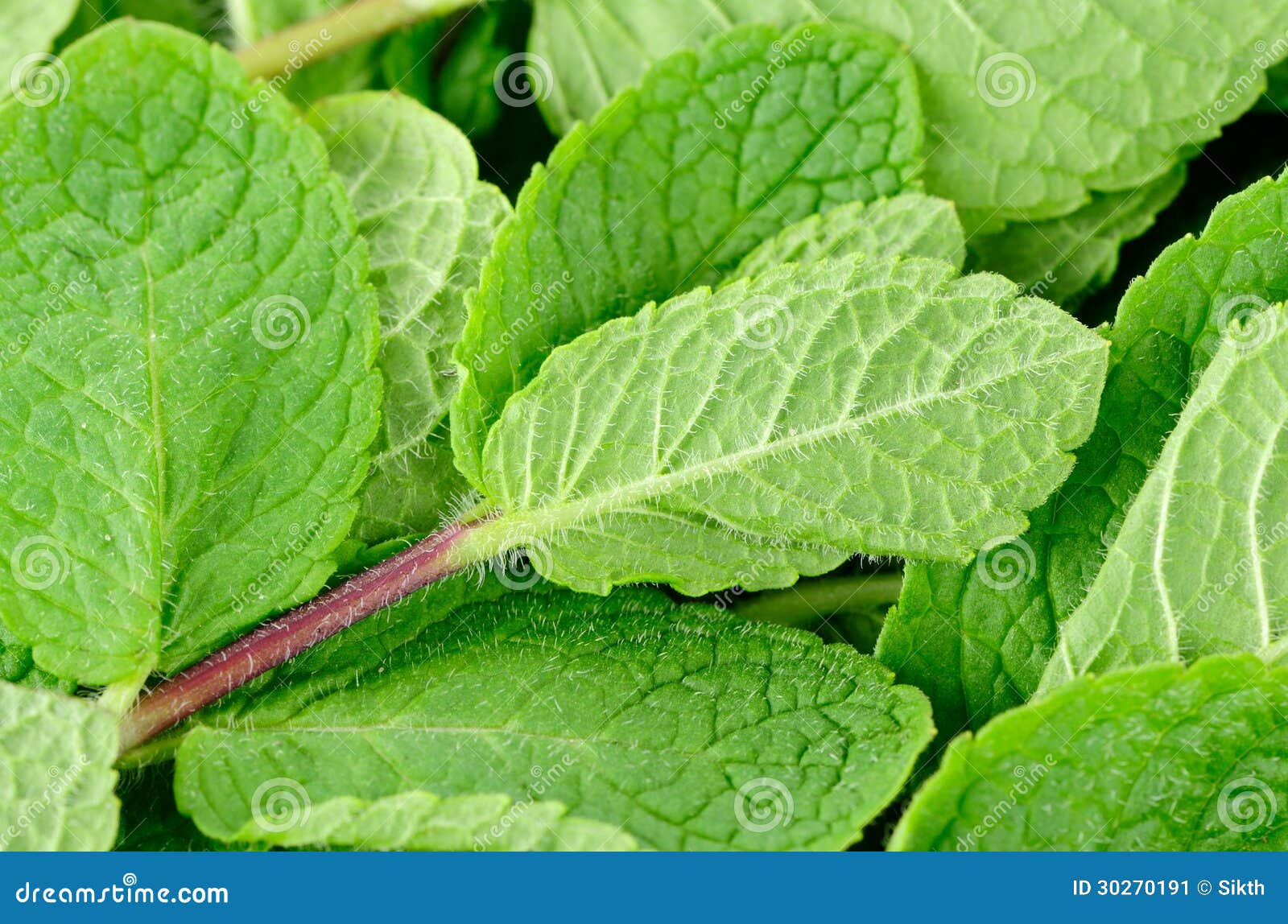 Fresh Green Mint Herb Close-Up Stock Image - Image of food, culinary ...