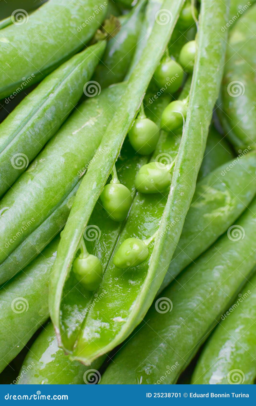 Close-up of Fresh Green Pea Pods with Water Drops. Stock Image - Image ...