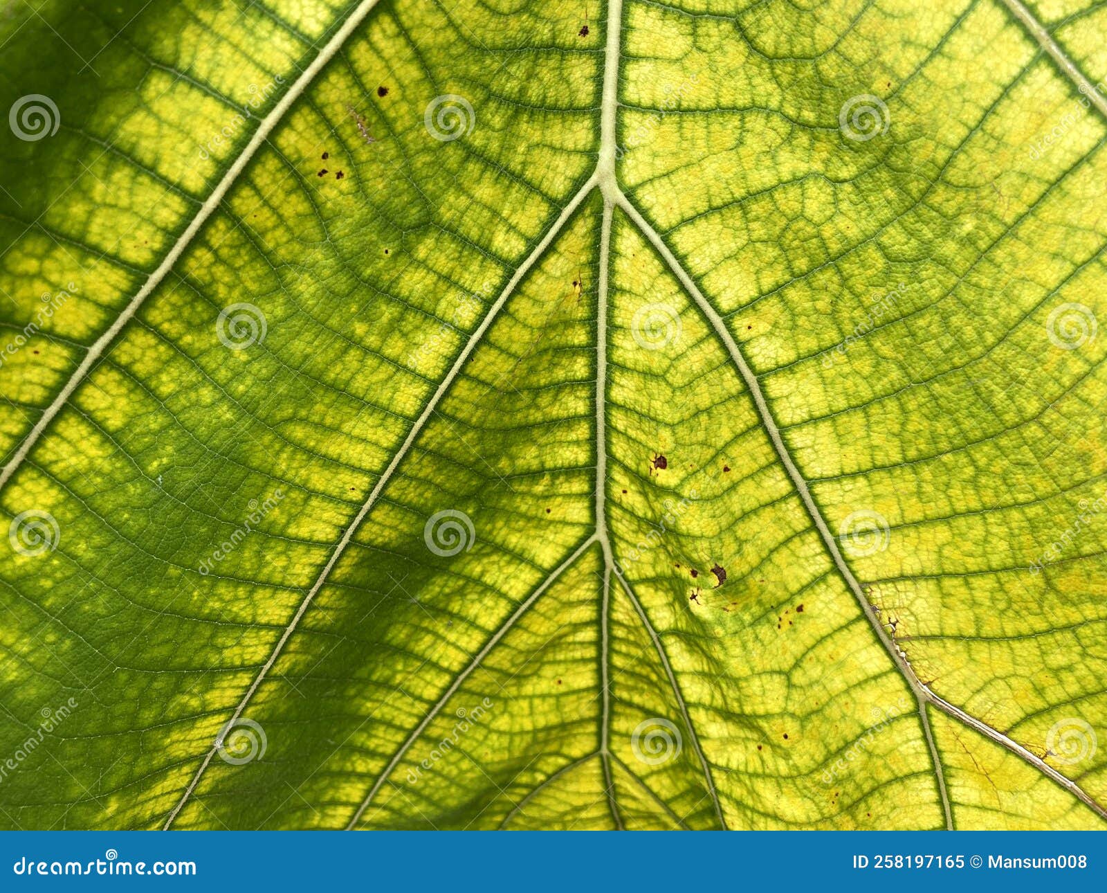 Fresh Green Teak Leaf Texture Stock Image - Image of natural, surface ...