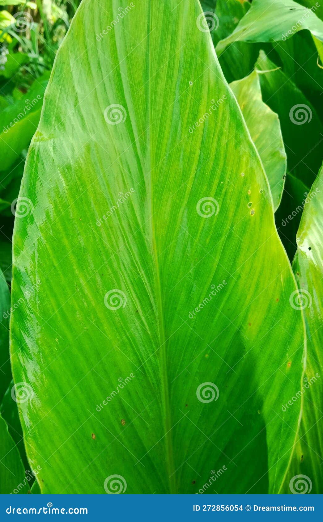 Close-up of Fresh Green Turmeric Leaves Stock Photo - Image of natural ...