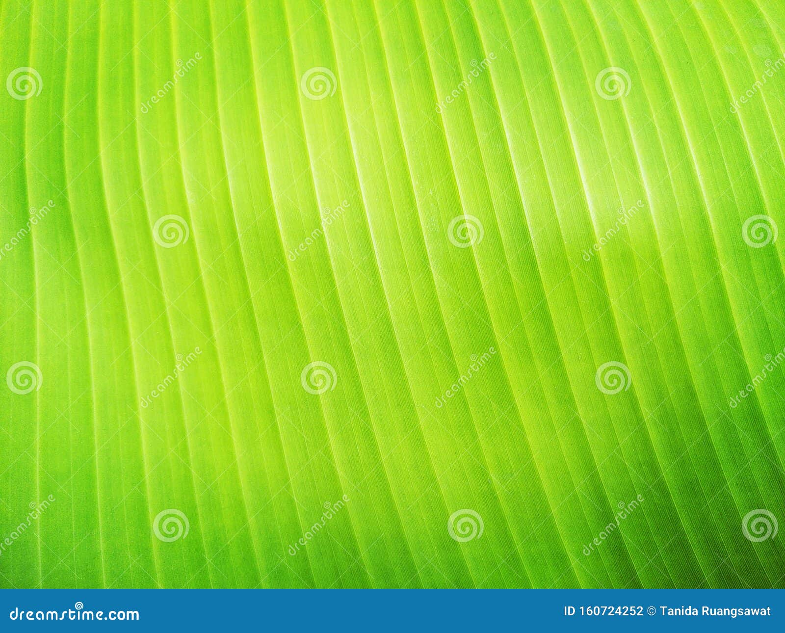 Close Up Fresh Green Banaba Leaf Textured for Background Stock Photo ...