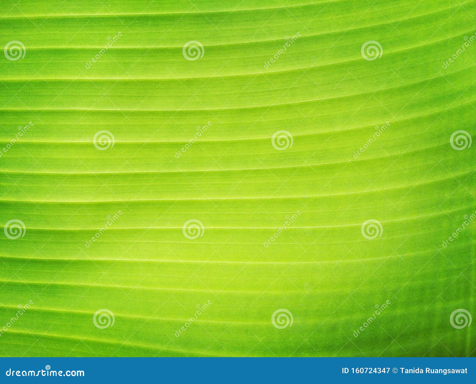 Close Up Fresh Green Banaba Leaf Textured for Background Stock Image ...