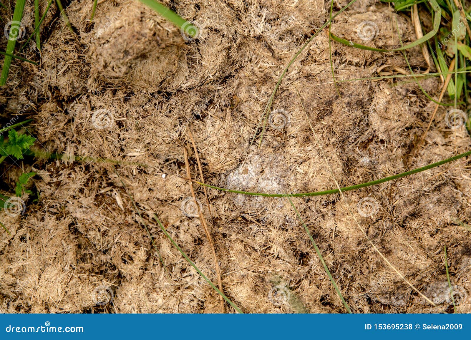 Close-up of Fresh Horse Manure. Horse Poo. Texture of the Manure on the ...