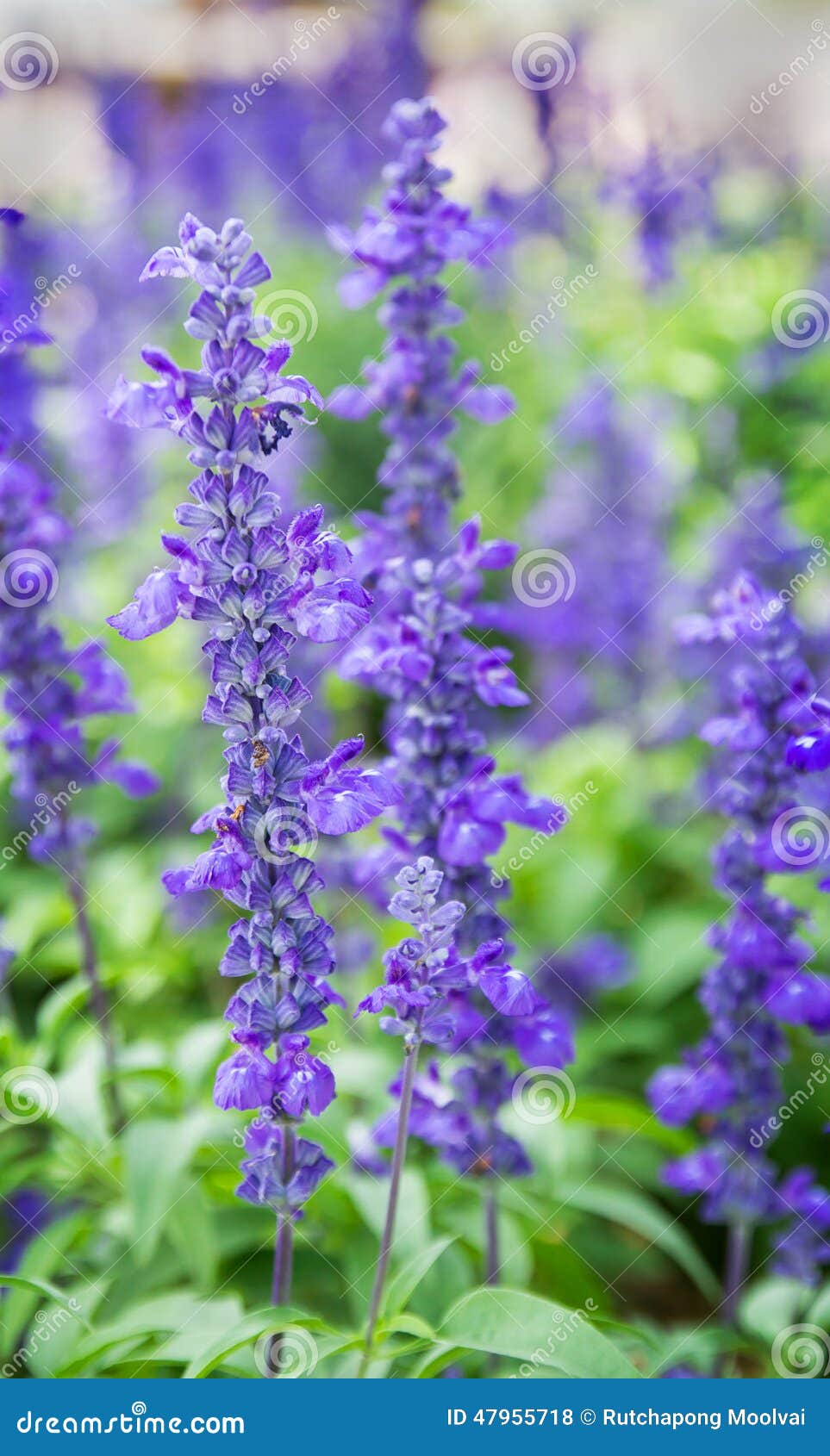 Close Up Fresh Lavender Flower Stock Photo - Image of beauty, farming ...